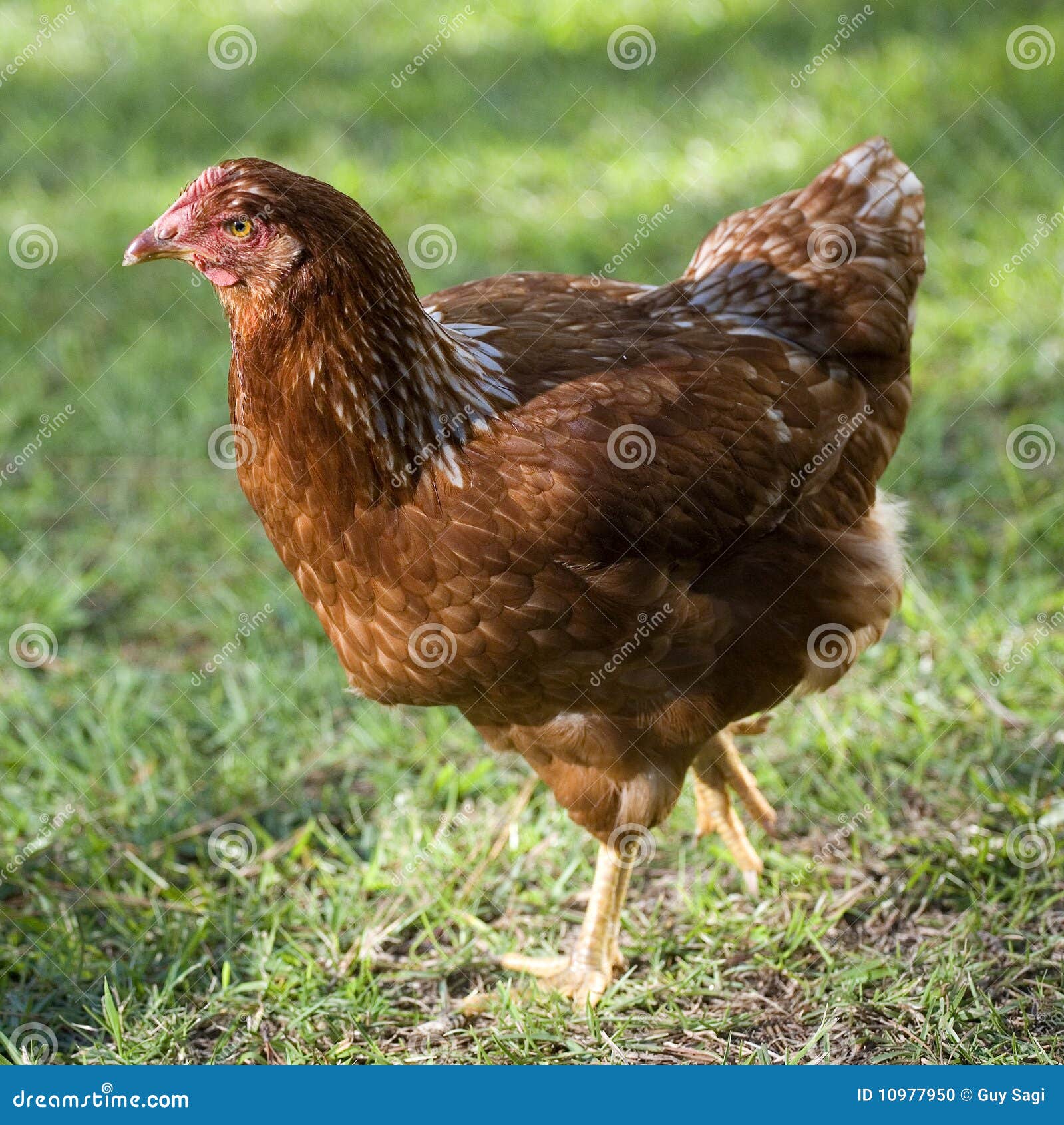 Bronze hen stock photo. Image of poultry, animal, bird - 10977950