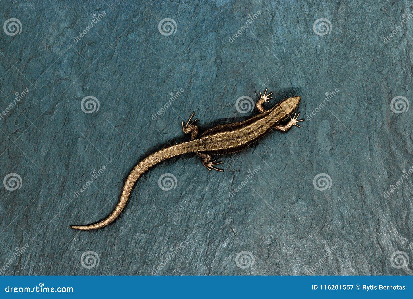 Bronze Lizard Lying on Blue Stone Background with Free Space. Sharp and ...