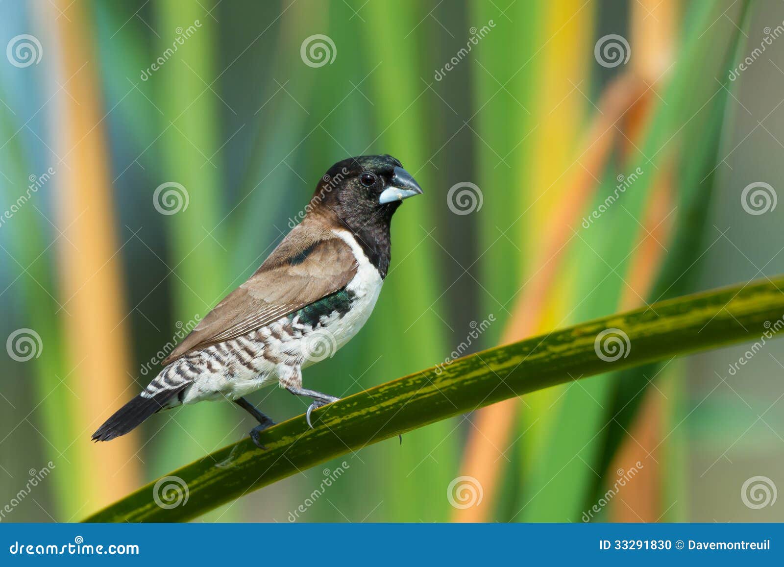 Bronze Mannikin stock photo. Image of africa, perched - 33291830