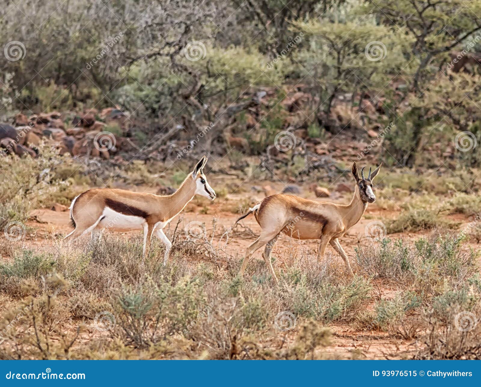 Bronze Springbok Antelope stock image. Image of horns - 93976515