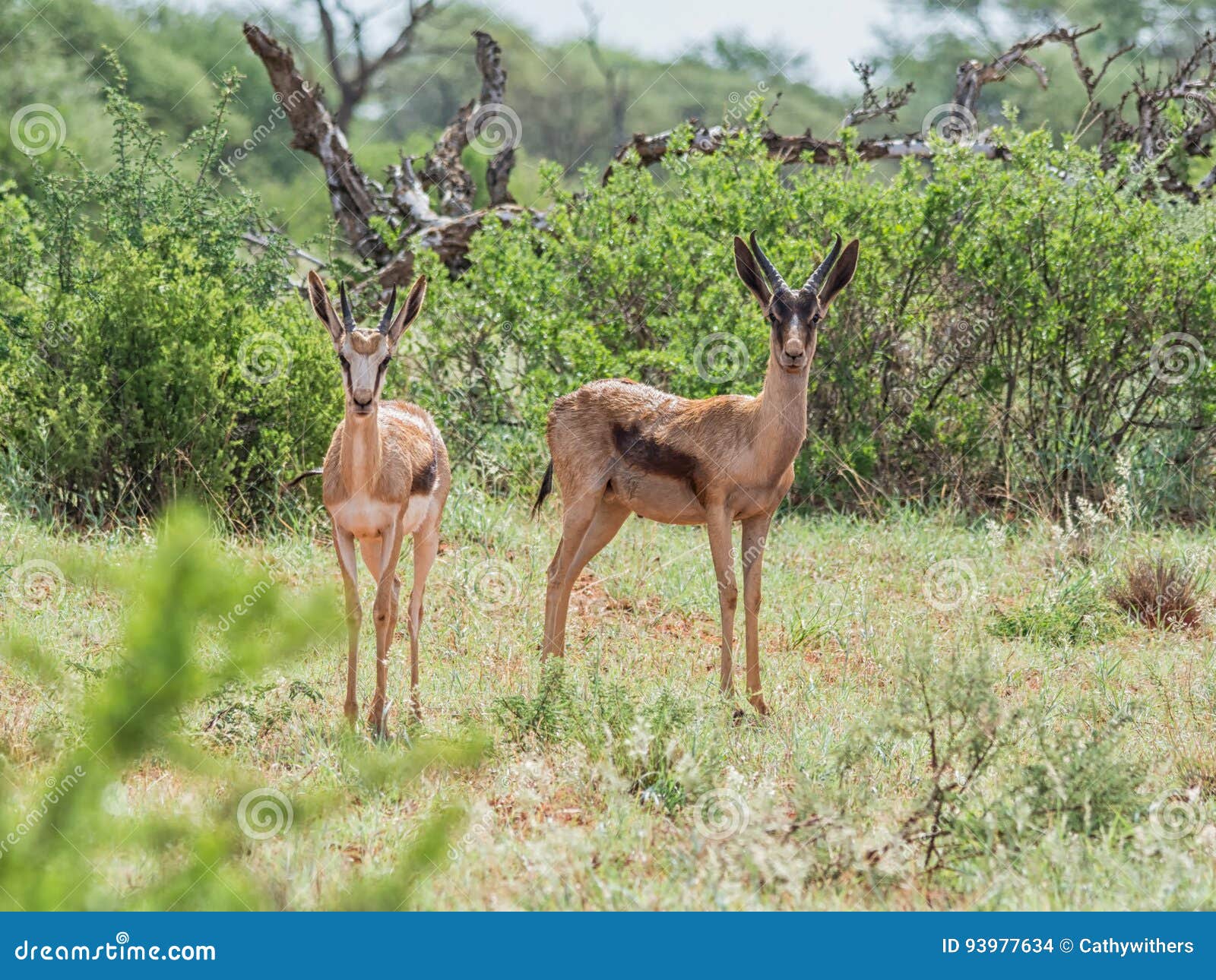 Bronze Springbok Antelope stock photo. Image of plains - 93977634