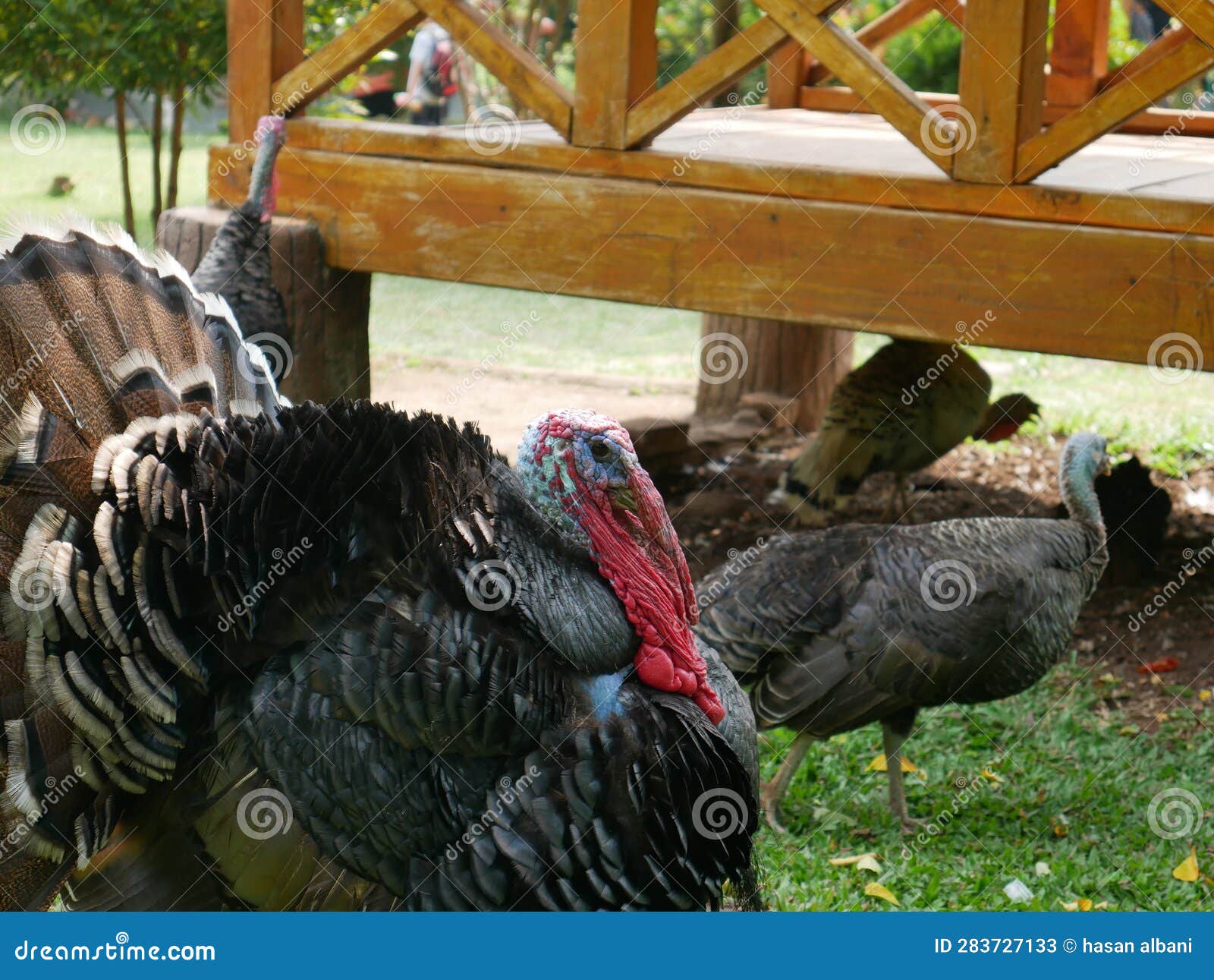A Bronze Turkey Fluffing Its Feathers Stock Image - Image of ducks ...