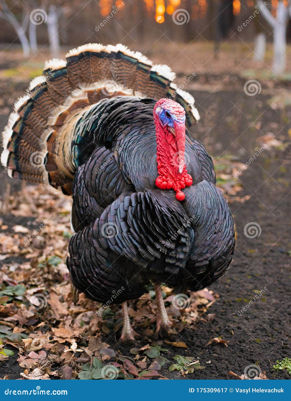 Bronze turkey at sunset stock image. Image of breeding - 175309617