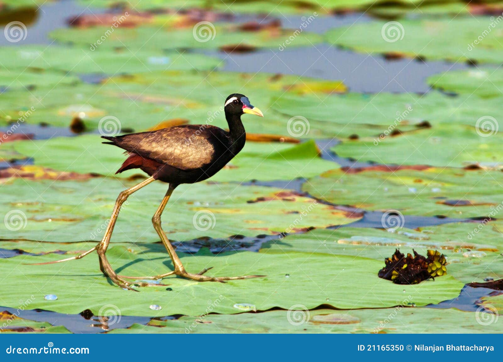 Bronze Winged Jacana Royalty-Free Stock Photography | CartoonDealer.com ...