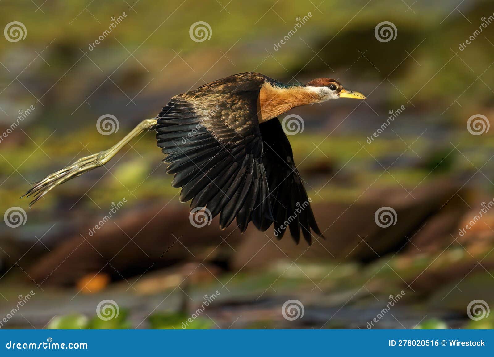 Bronze Winged Jacana Flying on Blurred Background Stock Photo - Image ...