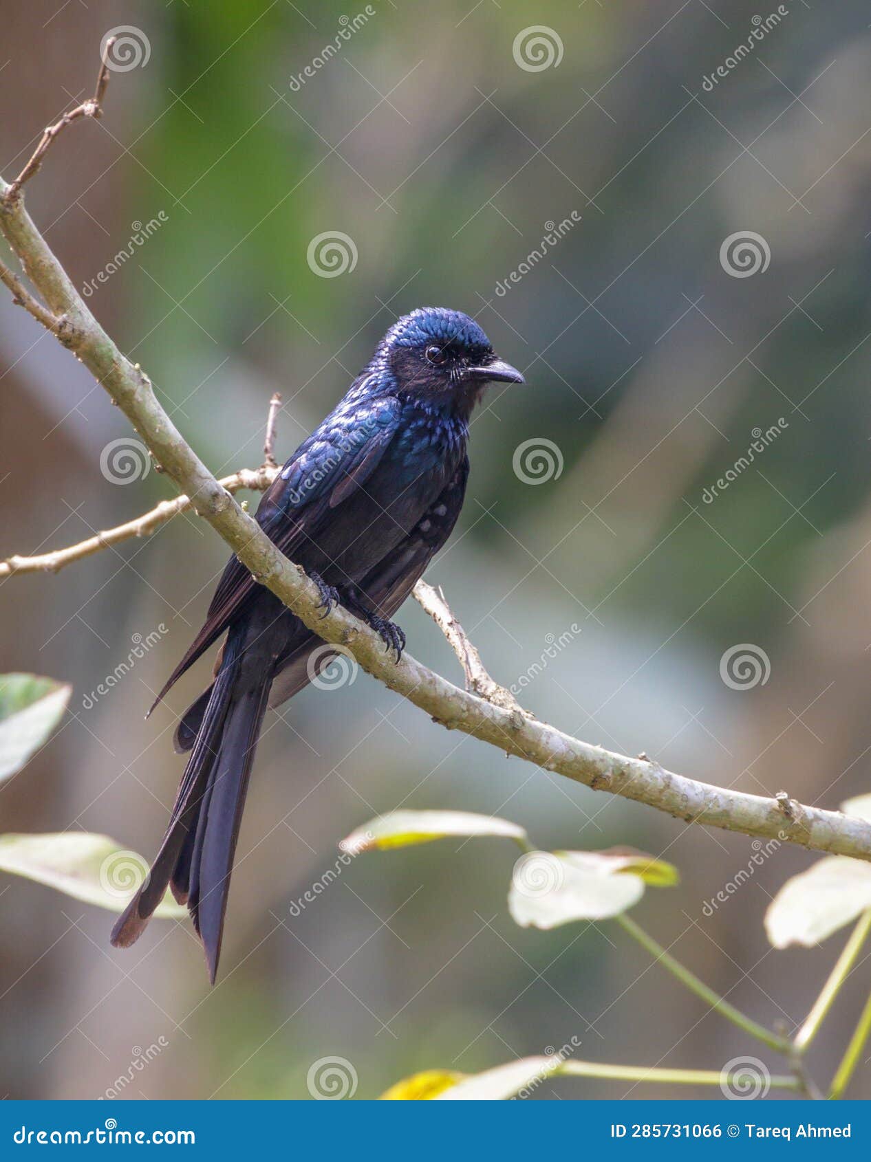Bronzed drongo stock photo. Image of birds, black, looking - 285731066