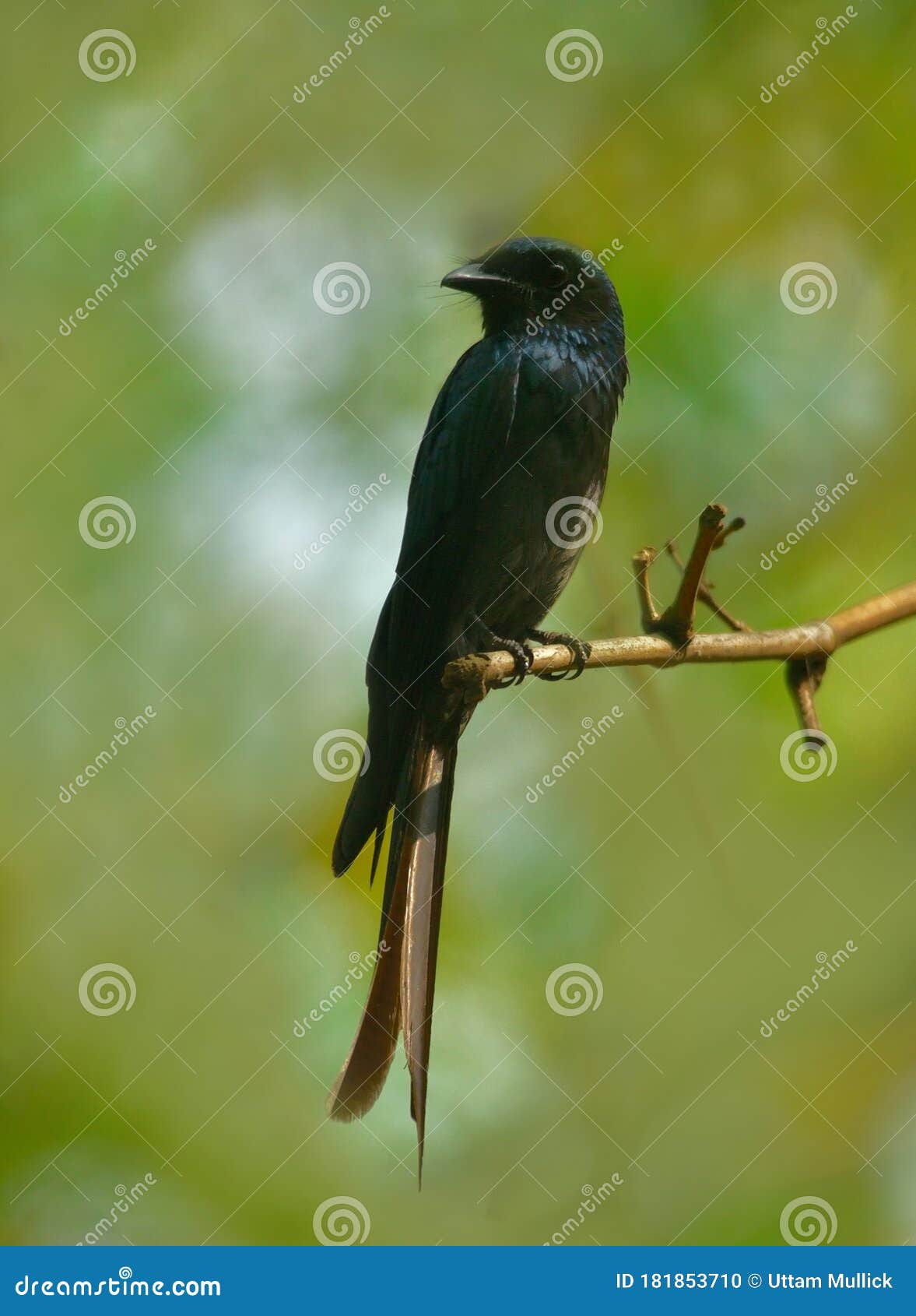 Bronzed drongo in habitat stock photo. Image of background - 181853710