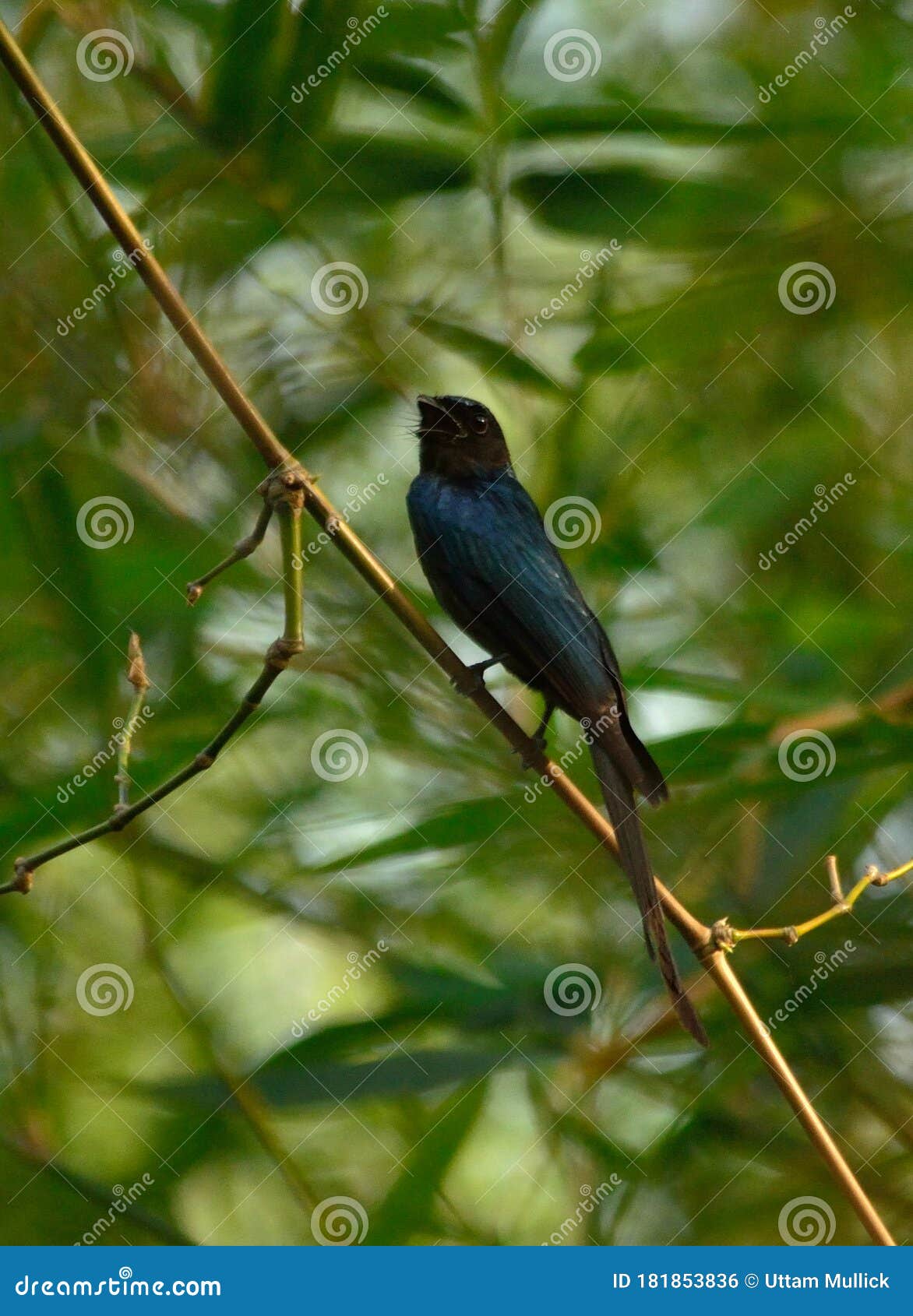 Bronzed drongo in habitat stock photo. Image of bulbul - 181853836