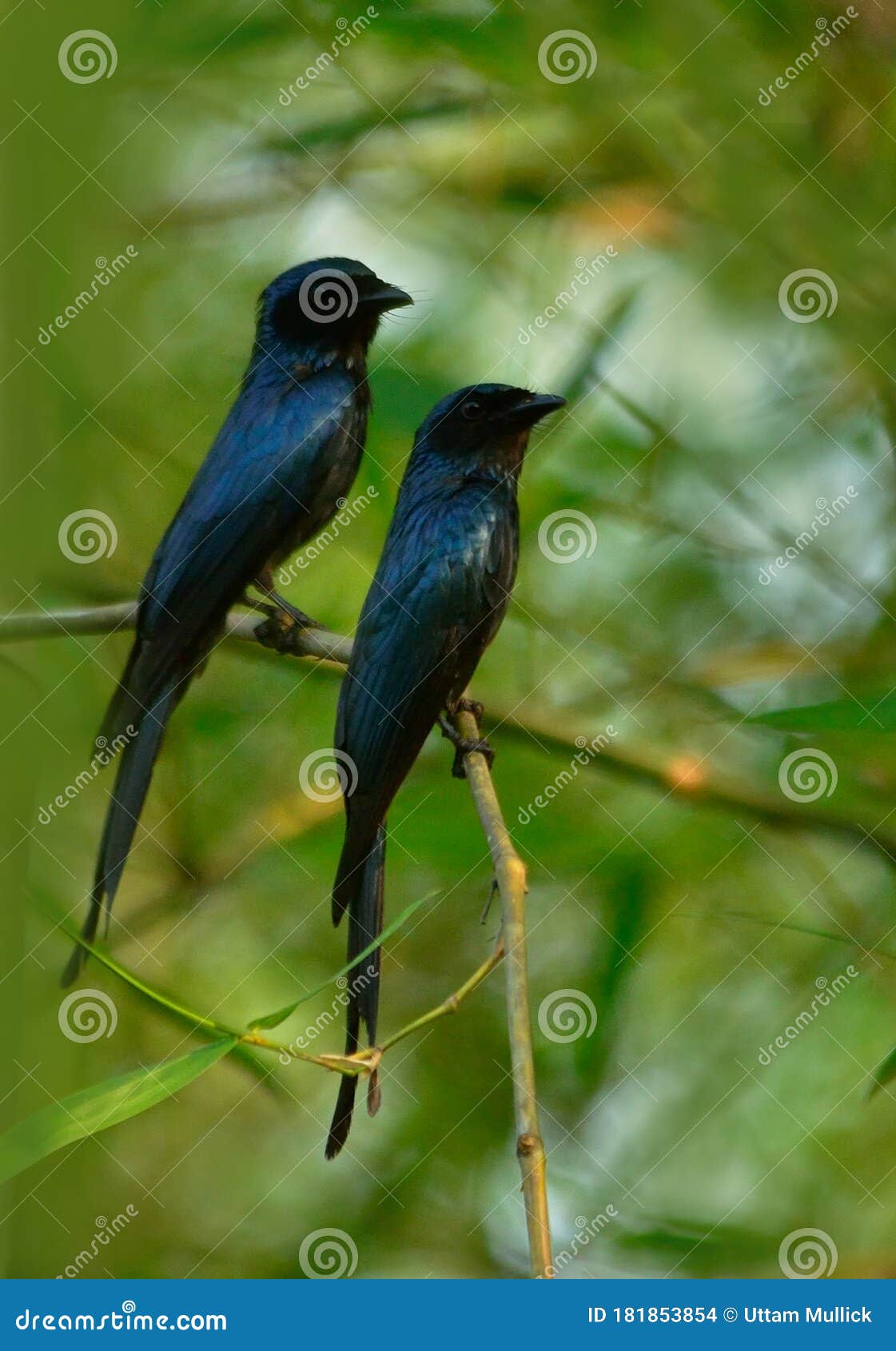 Bronzed Drongo Nesting in Habitat Stock Photo - Image of common, bulbul ...