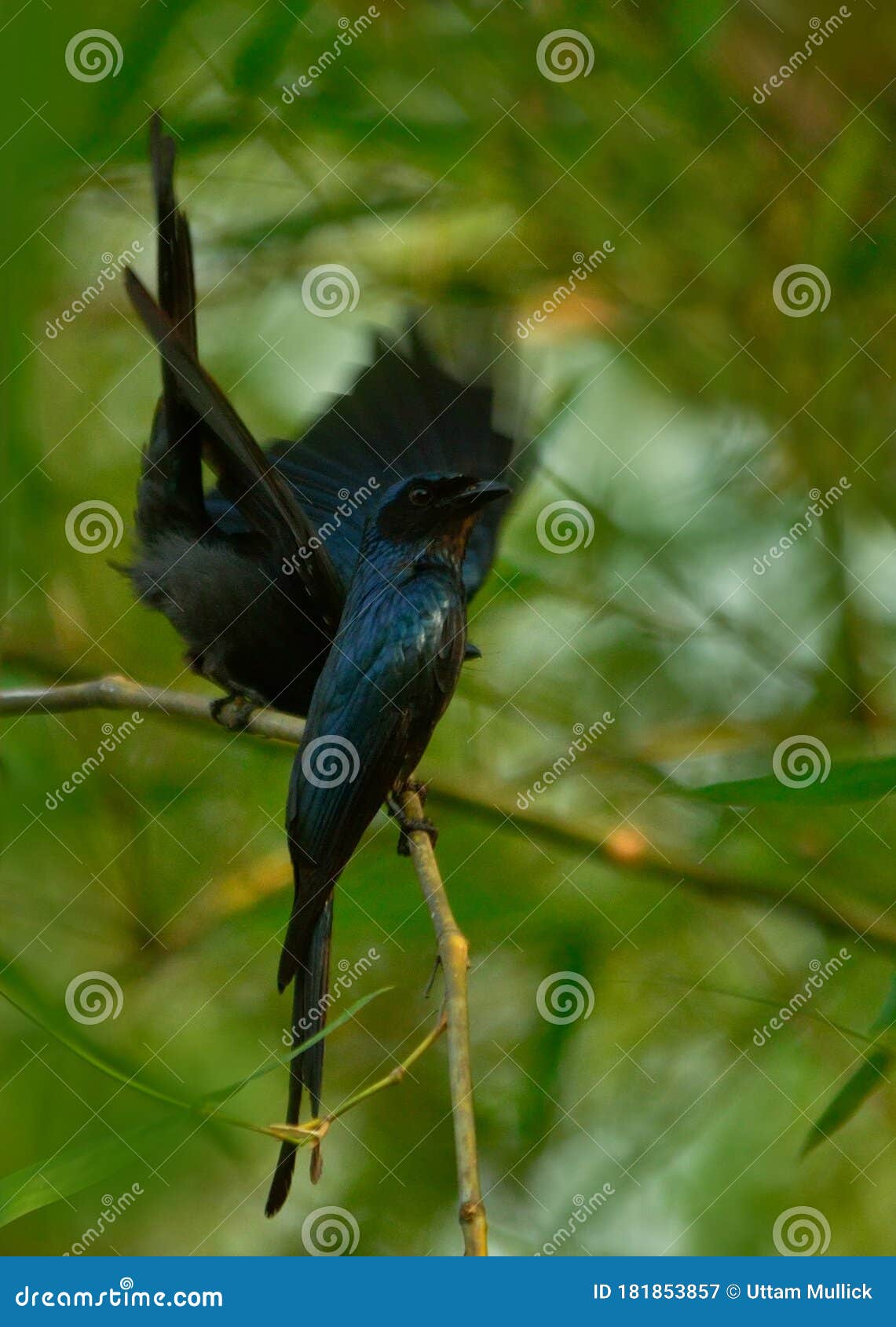 Bronzed Drongo Nesting in Habitat Stock Image - Image of colorful, animal: 181853857