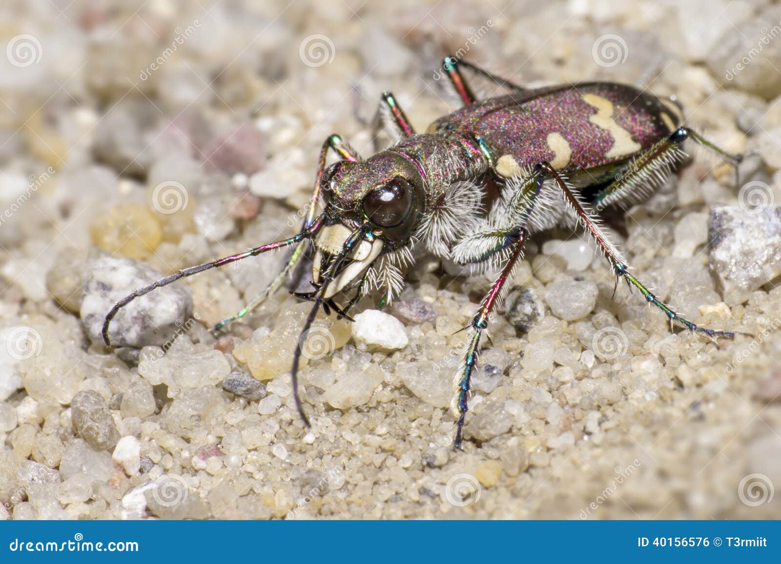 The Bronzed Tiger Beetle stock photo. Image of parasite - 40156576