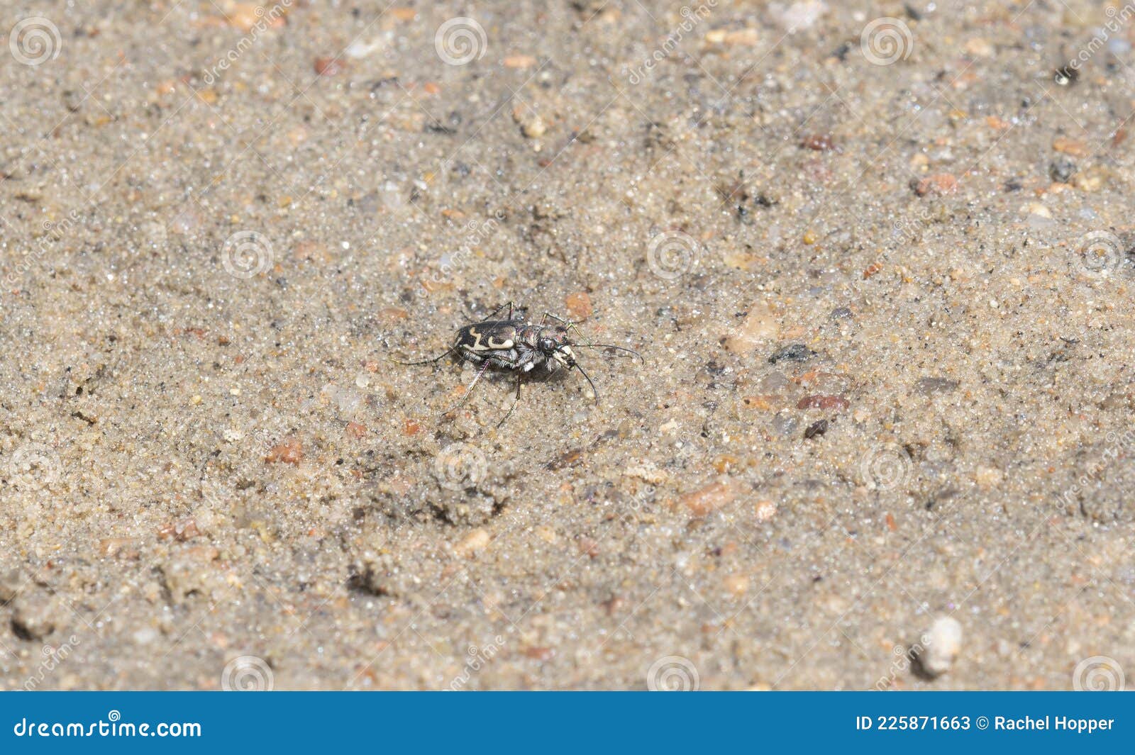 A Bronzed Tiger Beetle Cicindela Repanda Perched on a River Bank Stock ...