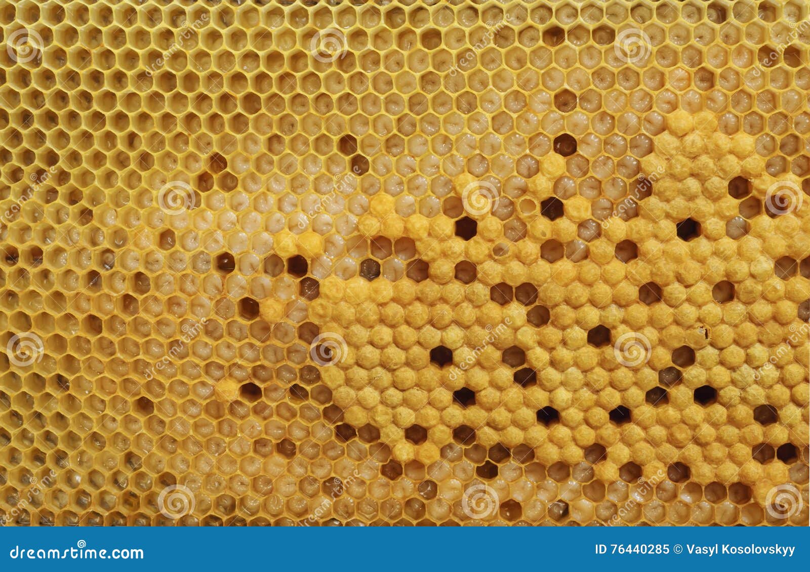 Brood Cells of the Honey Bee Stock Image - Image of brown, brood: 76440285