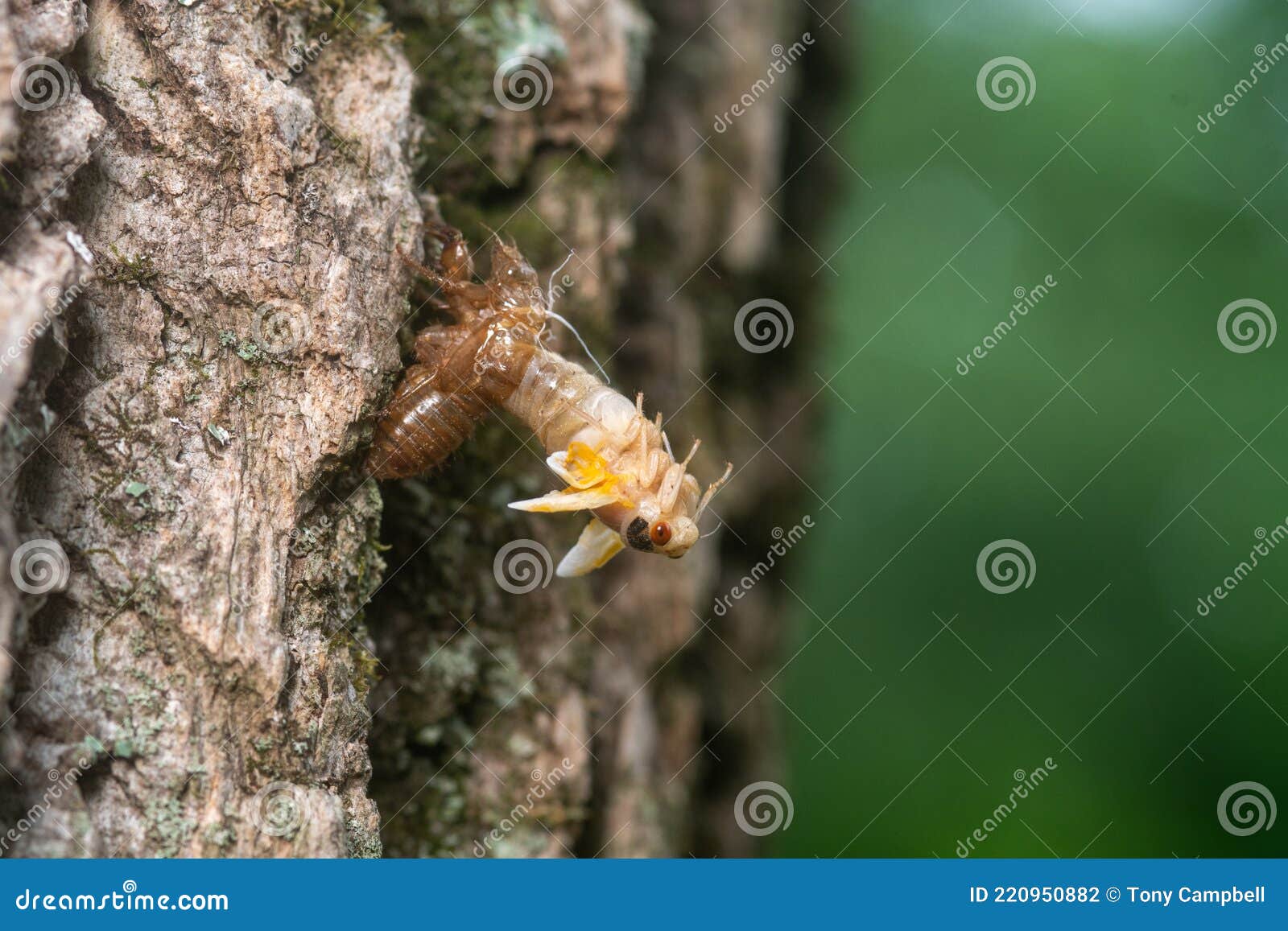 Brood X cicada stock photo. Image of transforming, transform - 220950882