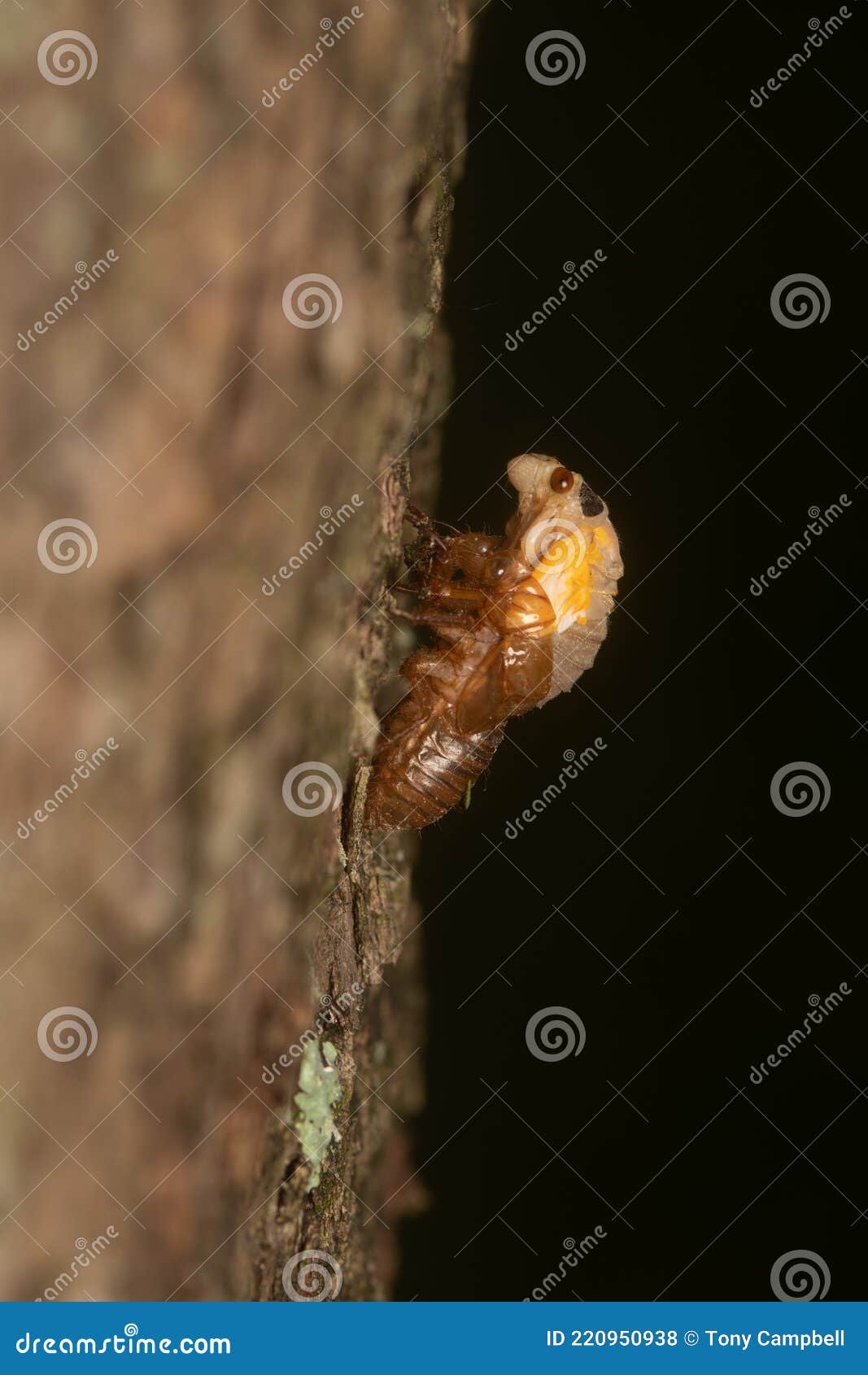 Brood X cicada stock photo. Image of emerging, completing - 220950938