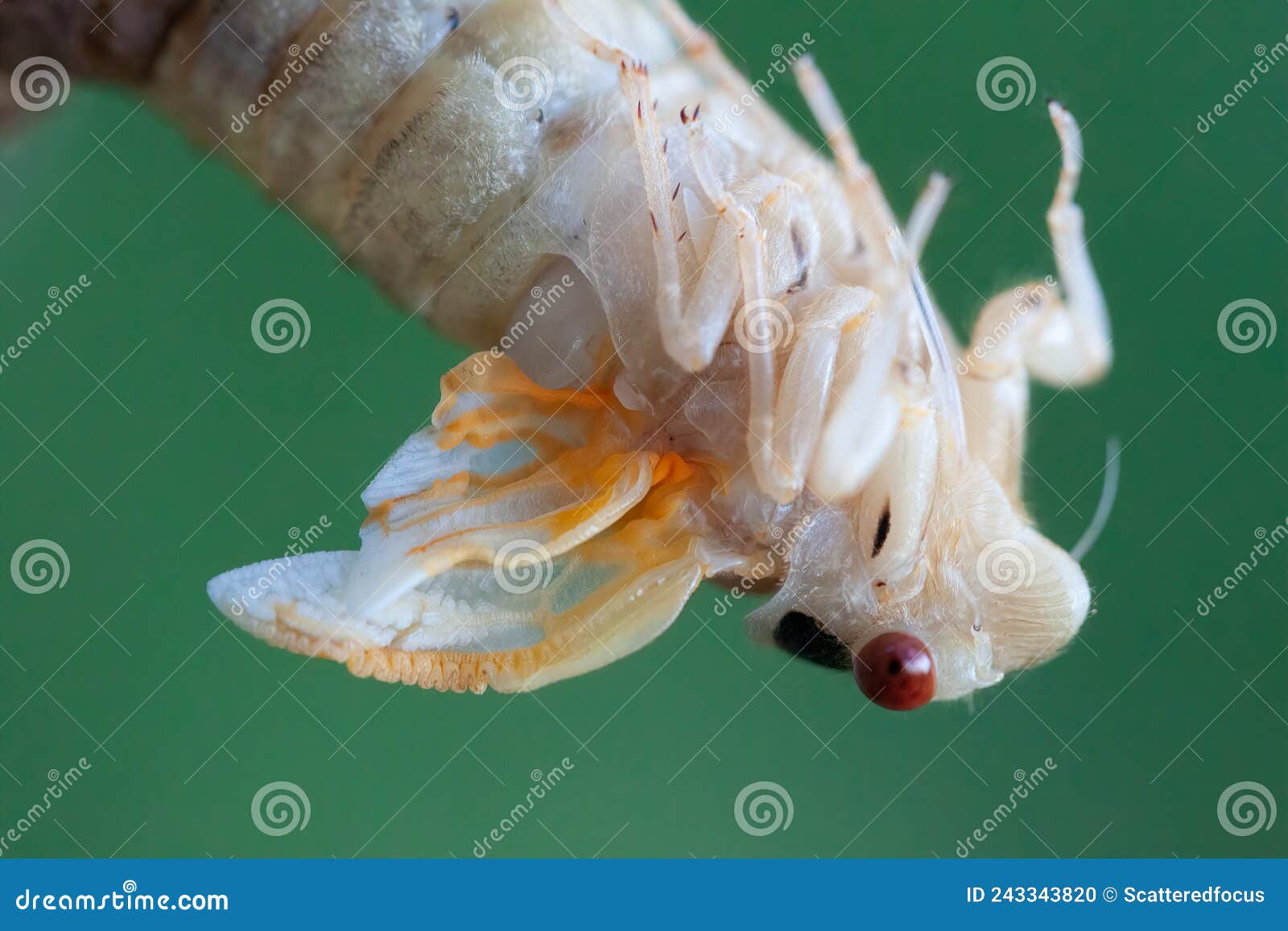 Close Up of Brood X Cicada, Side View with Green Background Stock Photo ...