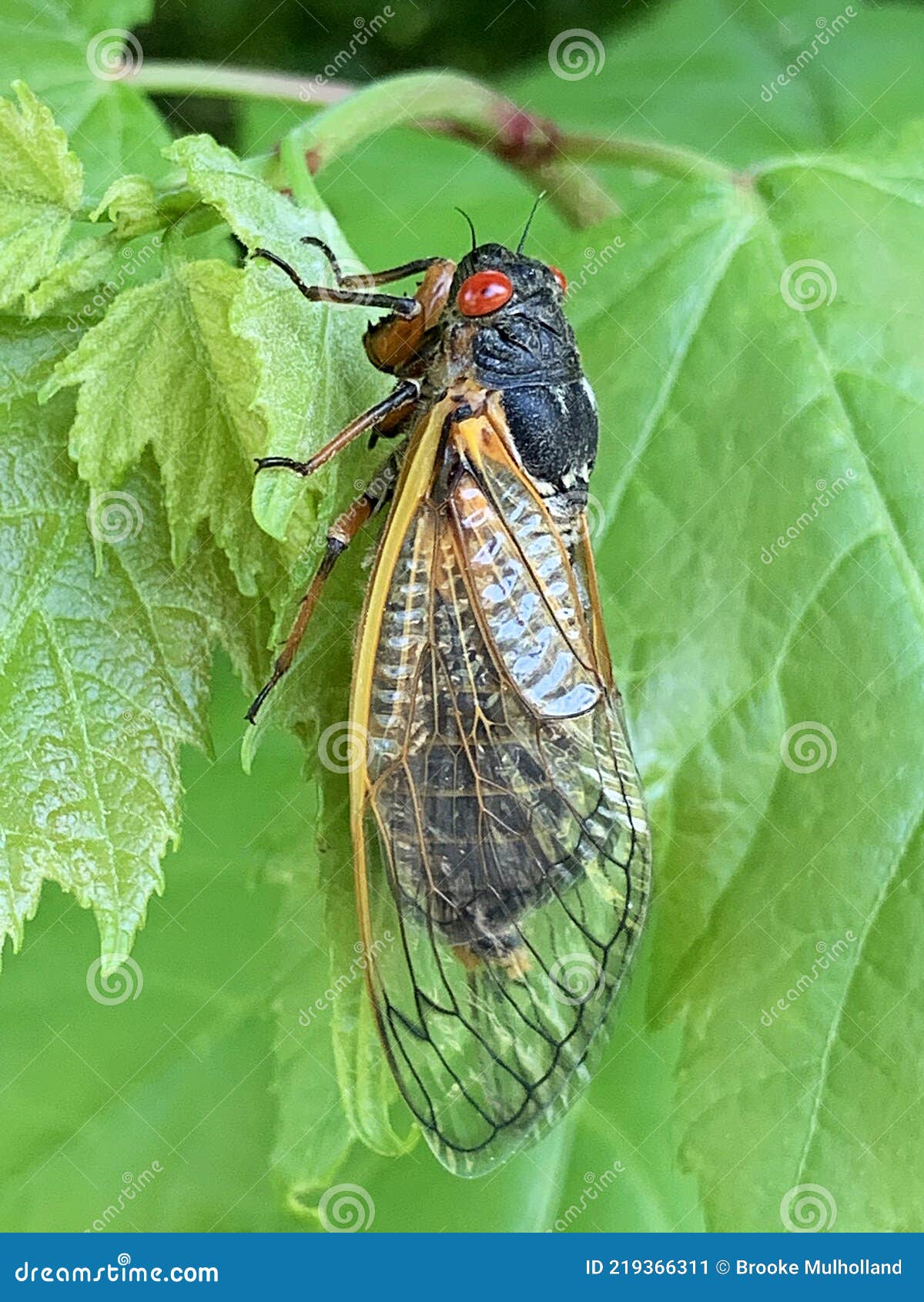 Brood X Close Up stock image. Image of pack, branch - 219366311