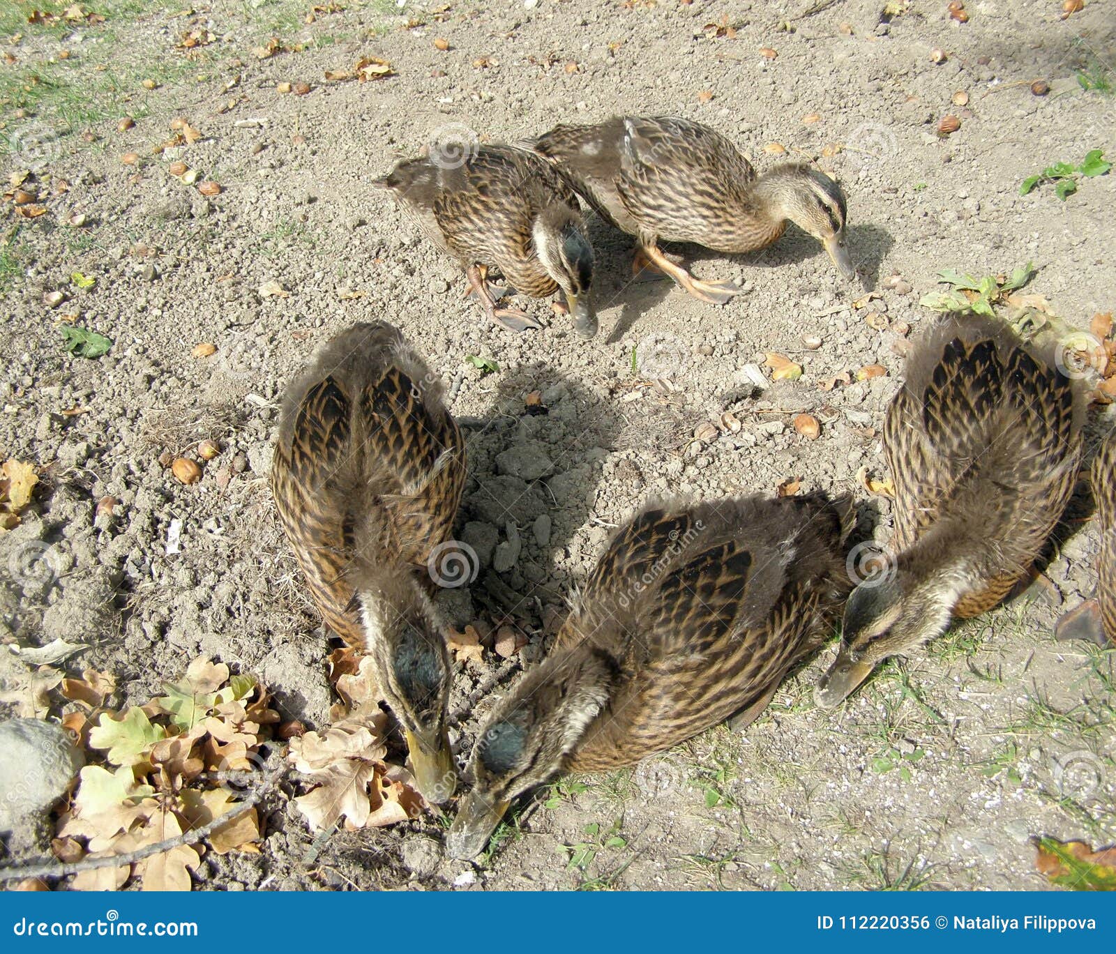 A brood of ducklings stock photo. Image of beautiful - 112220356