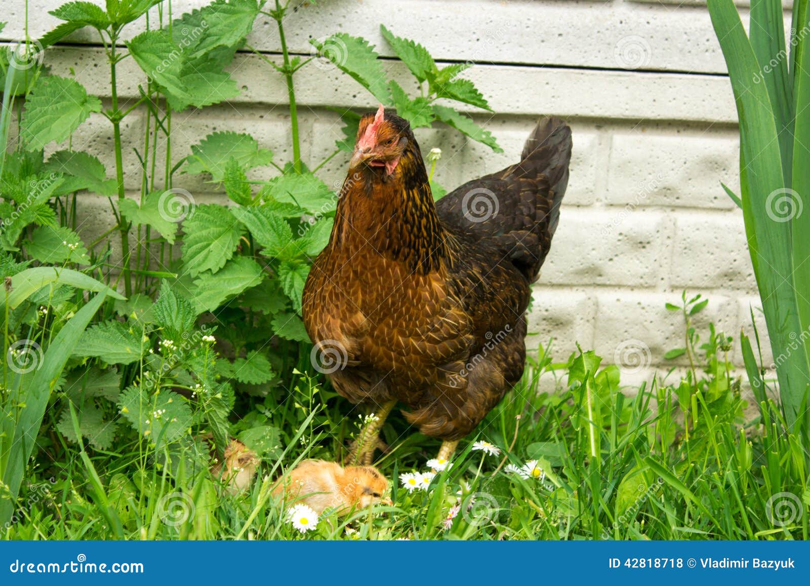 Brood hen with chickens stock photo. Image of grass, flightless - 42818718