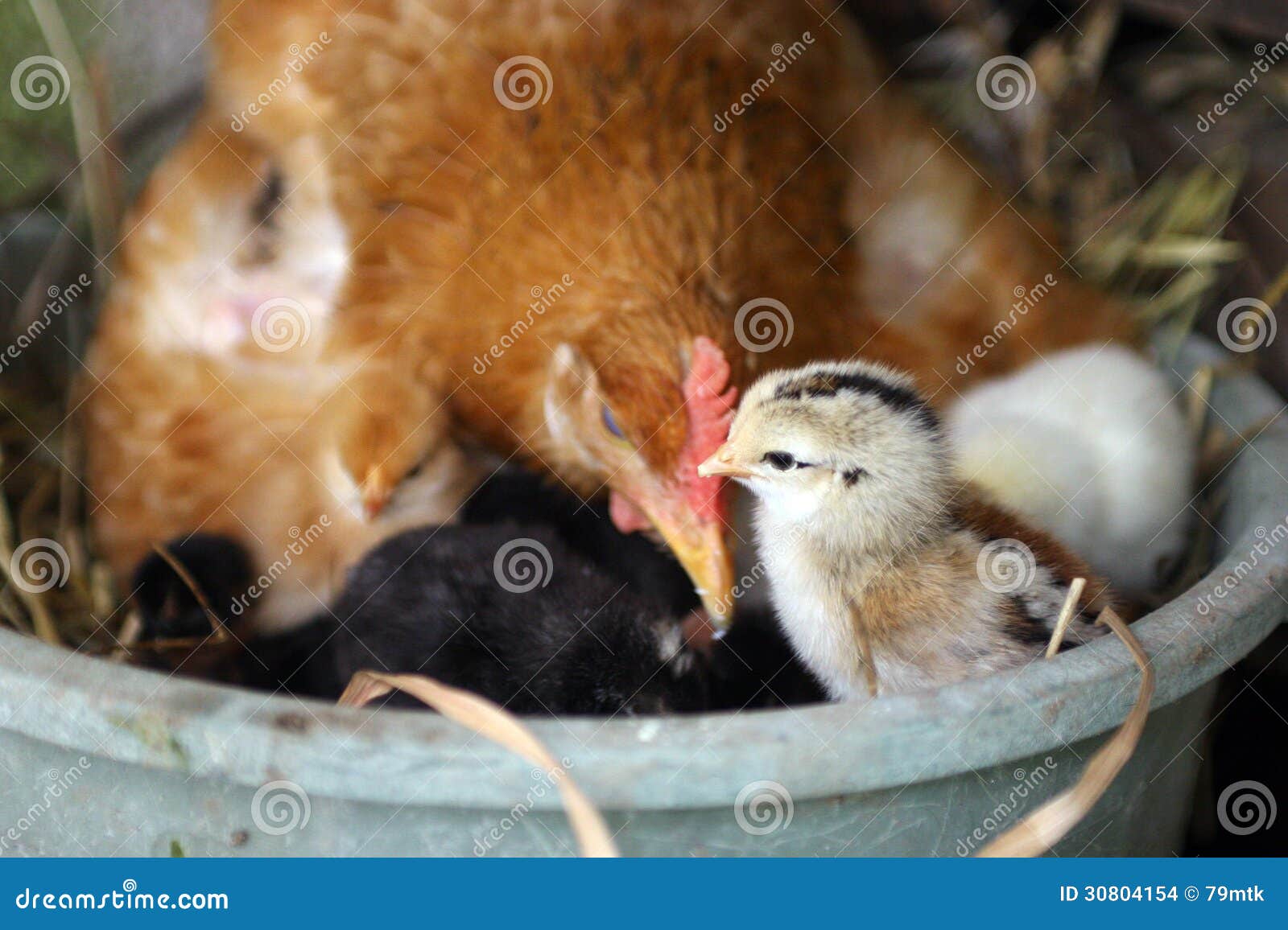 Brood and hen stock photo. Image of farm, young, nest - 30804154