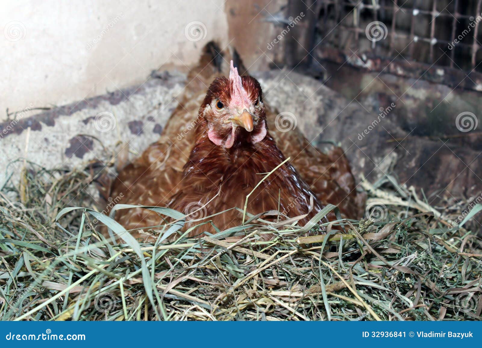 Brood hen stock image. Image of cute, freedom, farm, livestock - 32936841