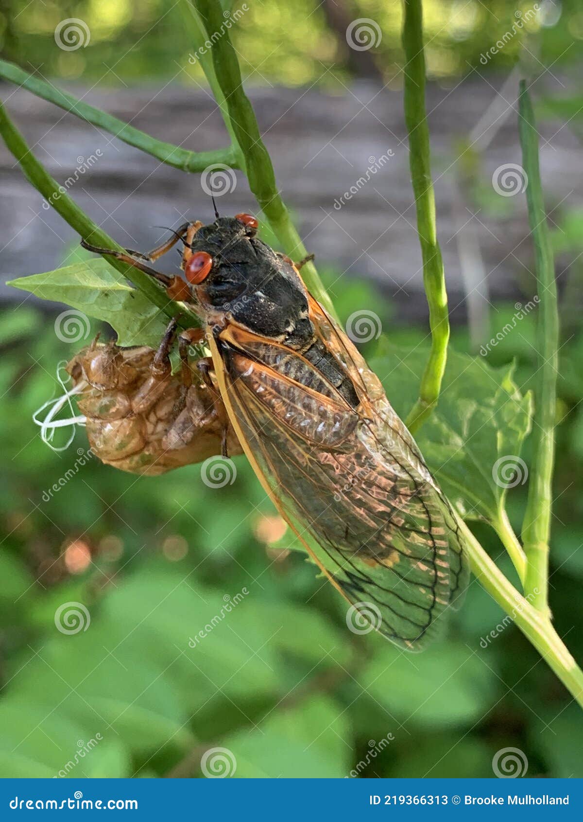 Brood X with His Shell stock image. Image of ready, emergence - 219366313