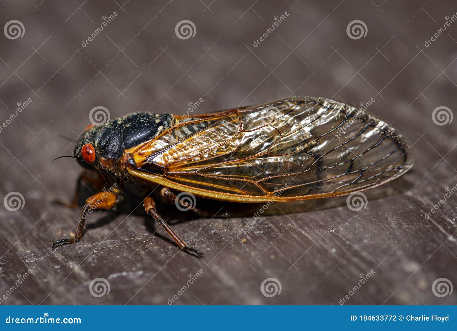 Brood IX Cicada Side View stock photo. Image of head - 184633772