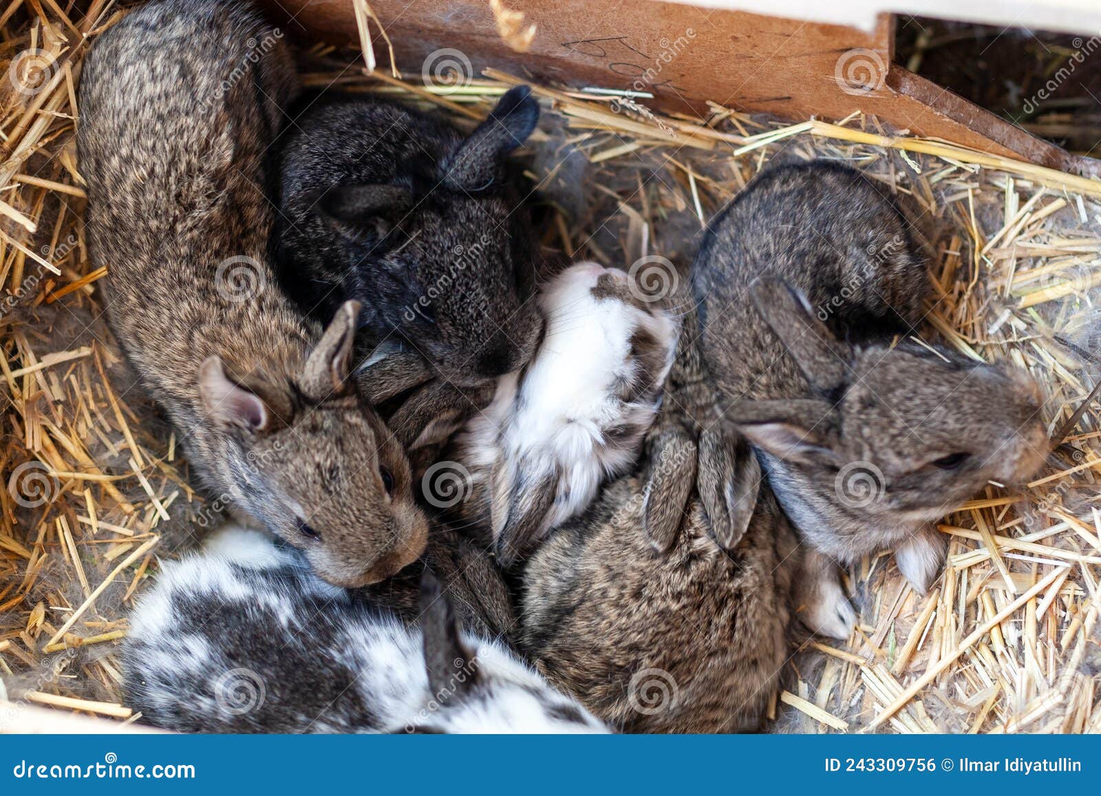 A Brood of Multi-colored Rabbits in the Nest. 20 Day Old Rabbits Stock ...