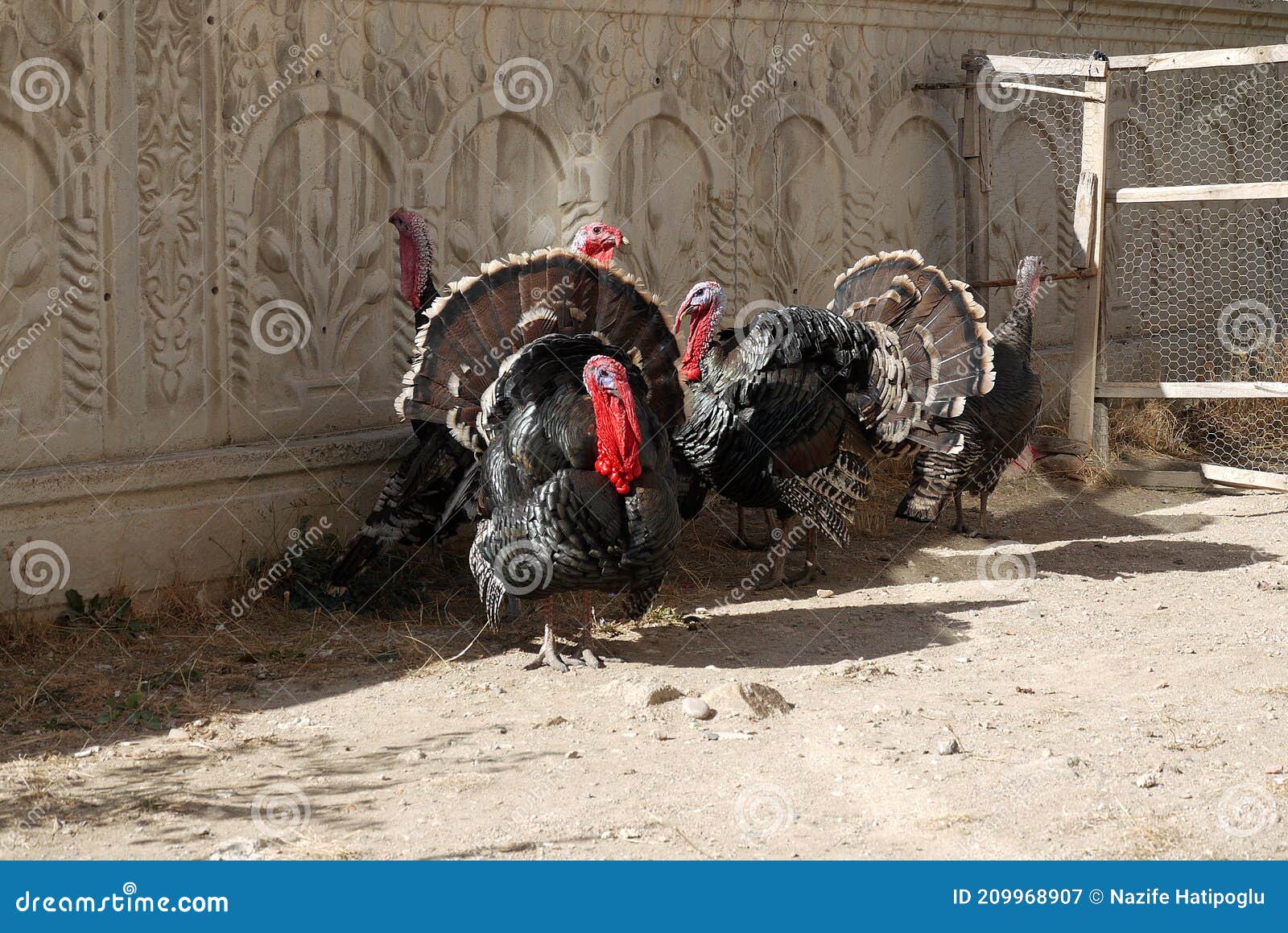 Brood Turkeys Feed and Stroll in the Garden, Large Turkeys Stock Image ...