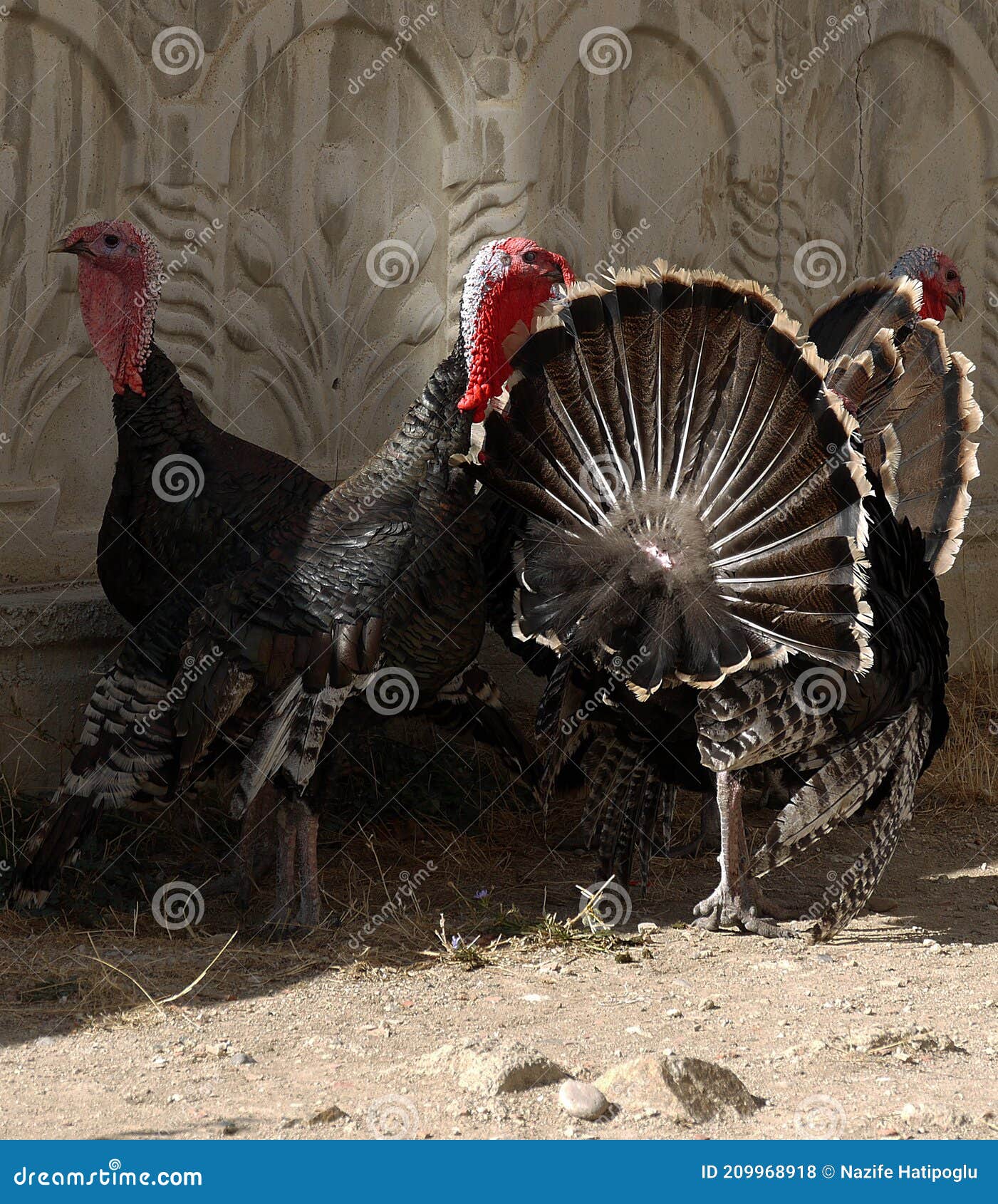 Brood Turkeys Feed and Stroll in the Garden, Large Turkeys Stock Photo ...