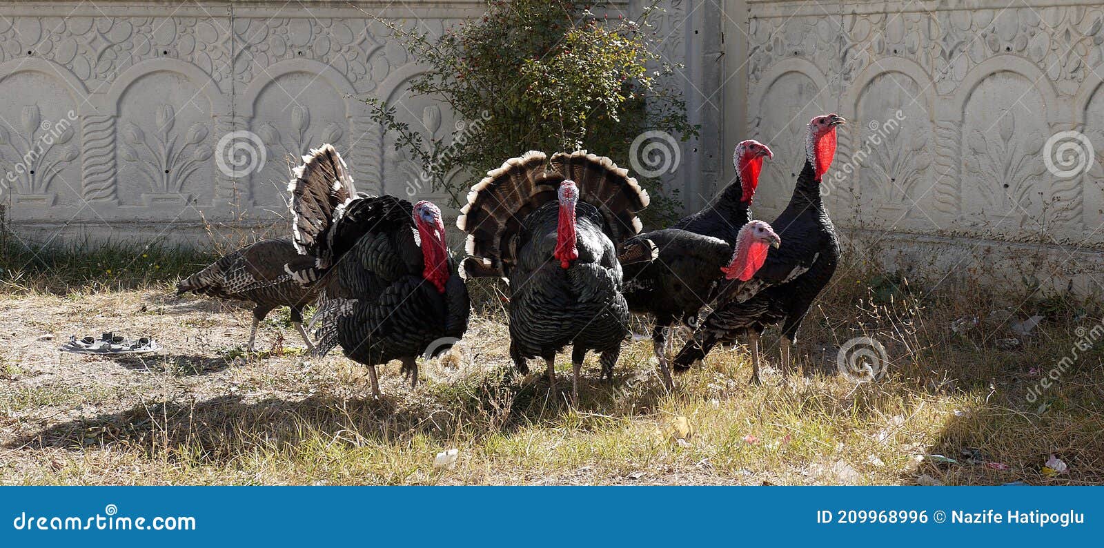 Brood Turkeys Feed and Stroll in the Garden, Large Turkeys Stock Photo ...