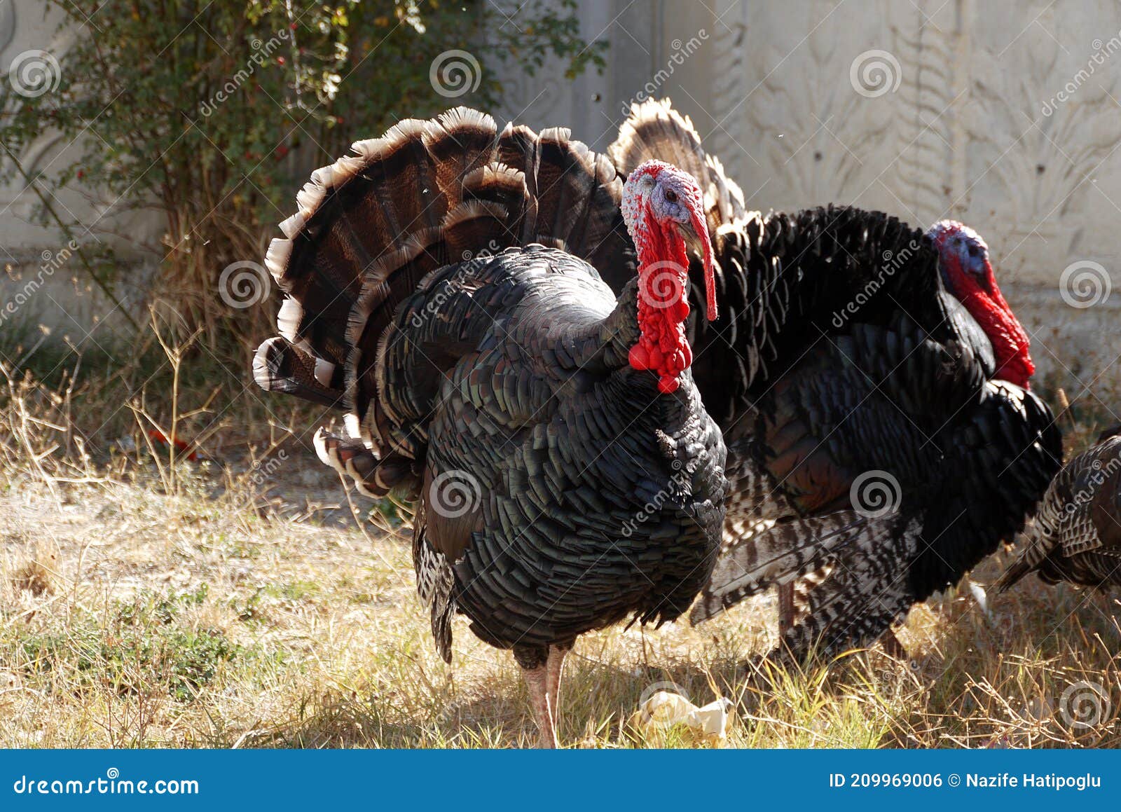 Brood Turkeys Feed and Stroll in the Garden, Large Turkeys Stock Photo ...
