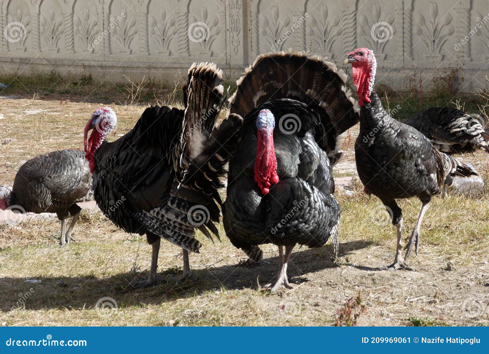 Brood Turkeys Feed and Stroll in the Garden, Large Turkeys Stock Image ...