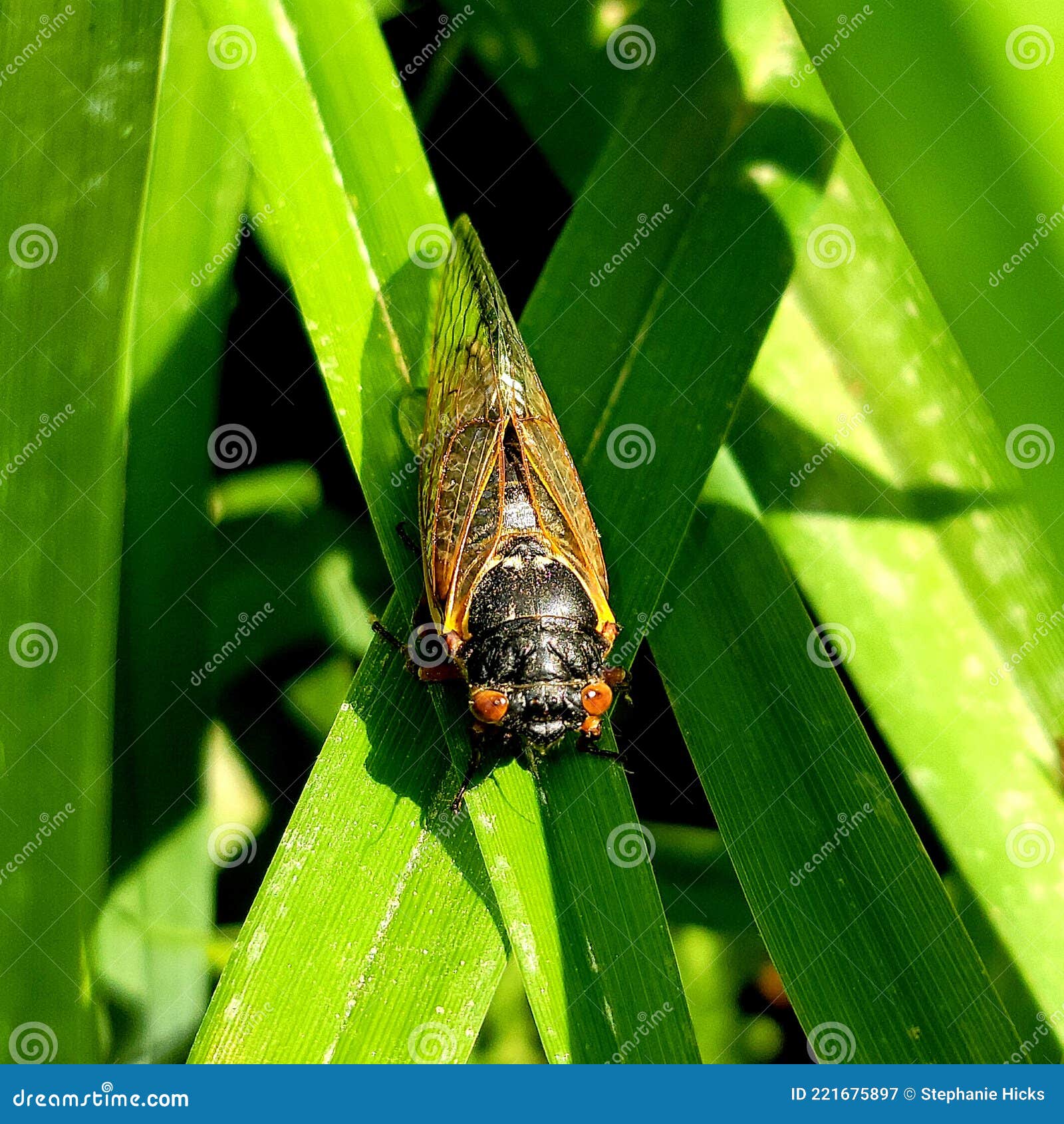Brood X Cicada On Leaf Royalty-Free Stock Photography | CartoonDealer ...
