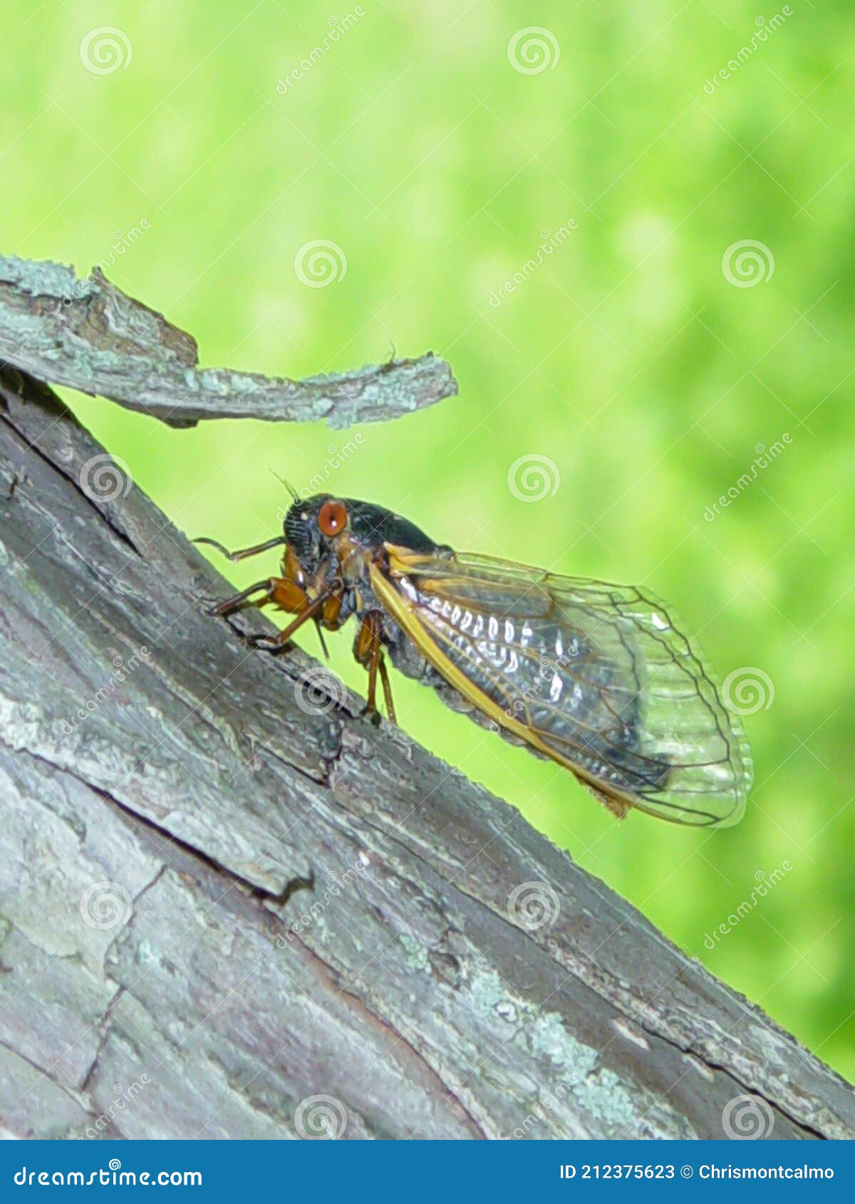A Brood X 17-year cicada stock image. Image of brood - 212375623