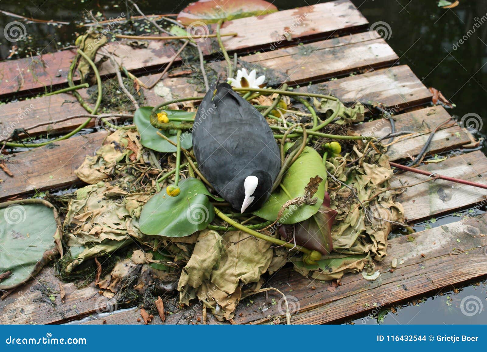 Brooding coot stock photo. Image of bird, netherlands - 116432544