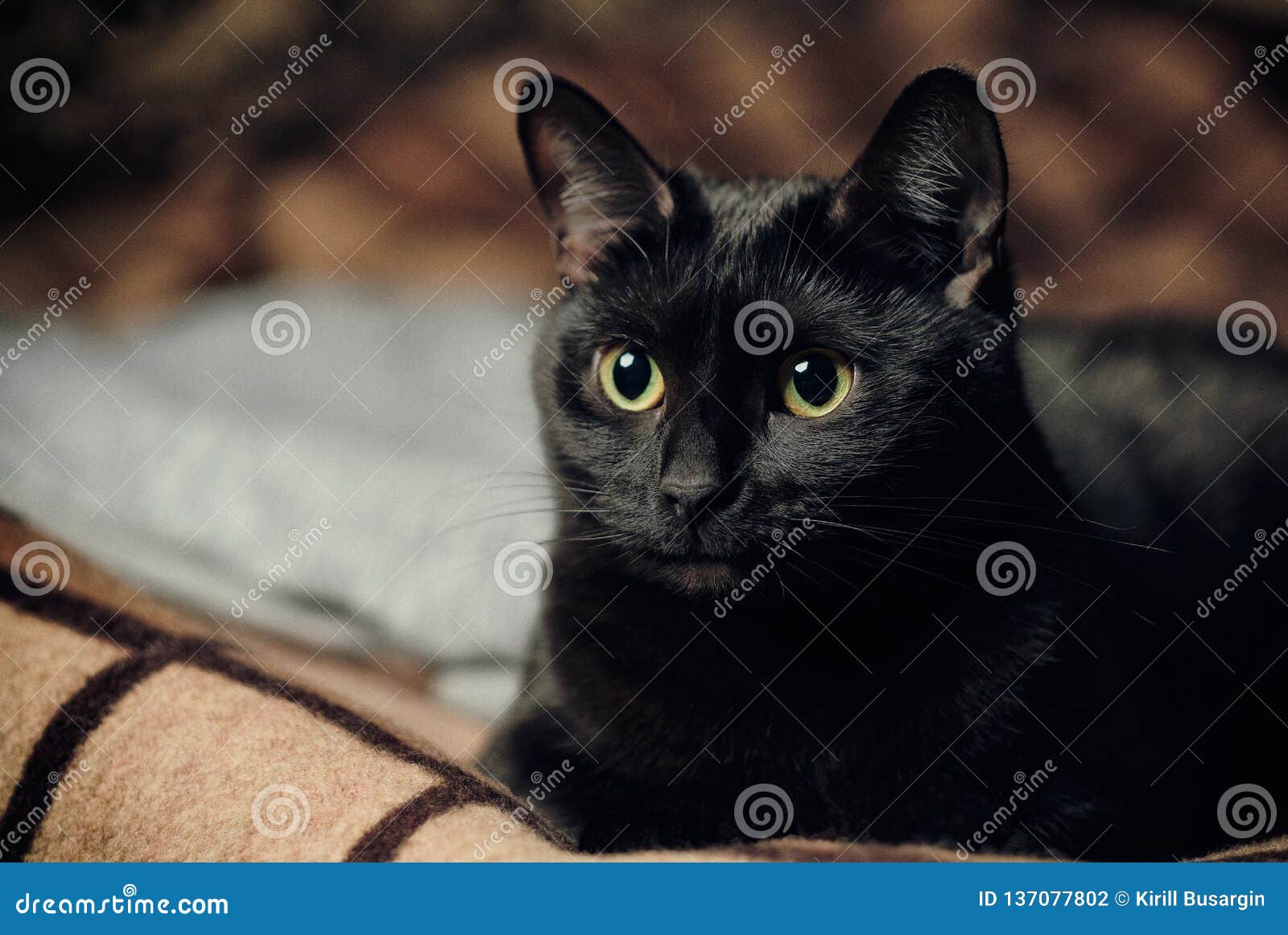Brooding black cat stock photo. Image of portrait, dreamy - 137077802