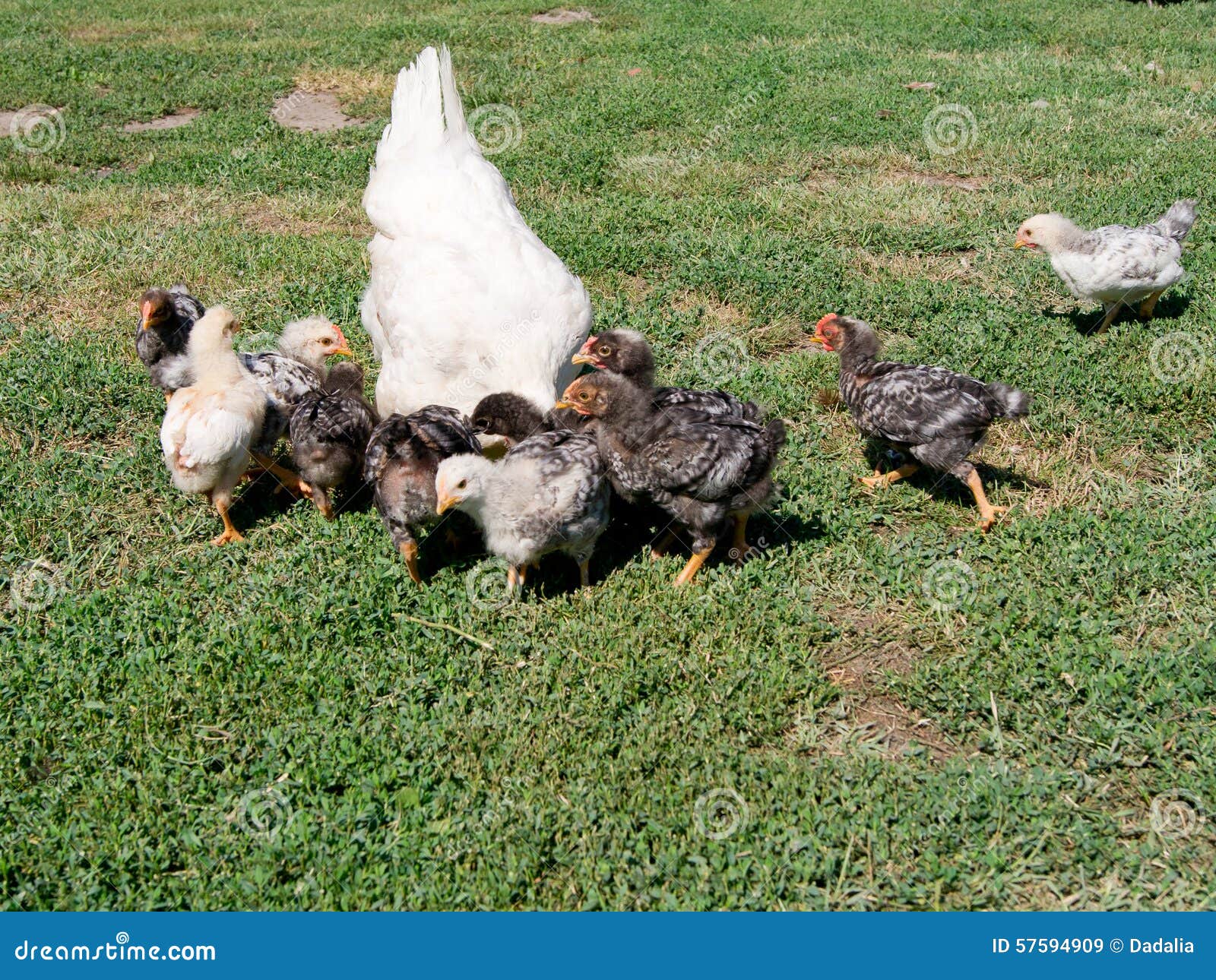 The brooding chicks. stock image. Image of hatch, feathers - 57594909