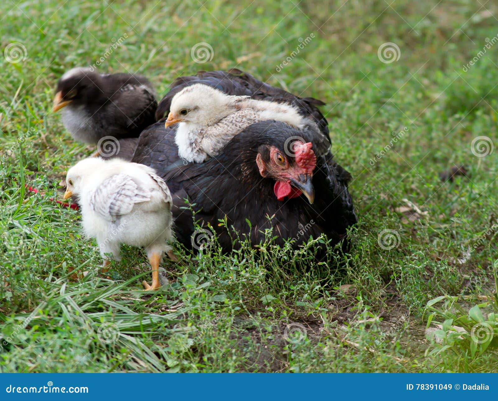 The brooding chicks. stock image. Image of baby, agriculture - 78391049