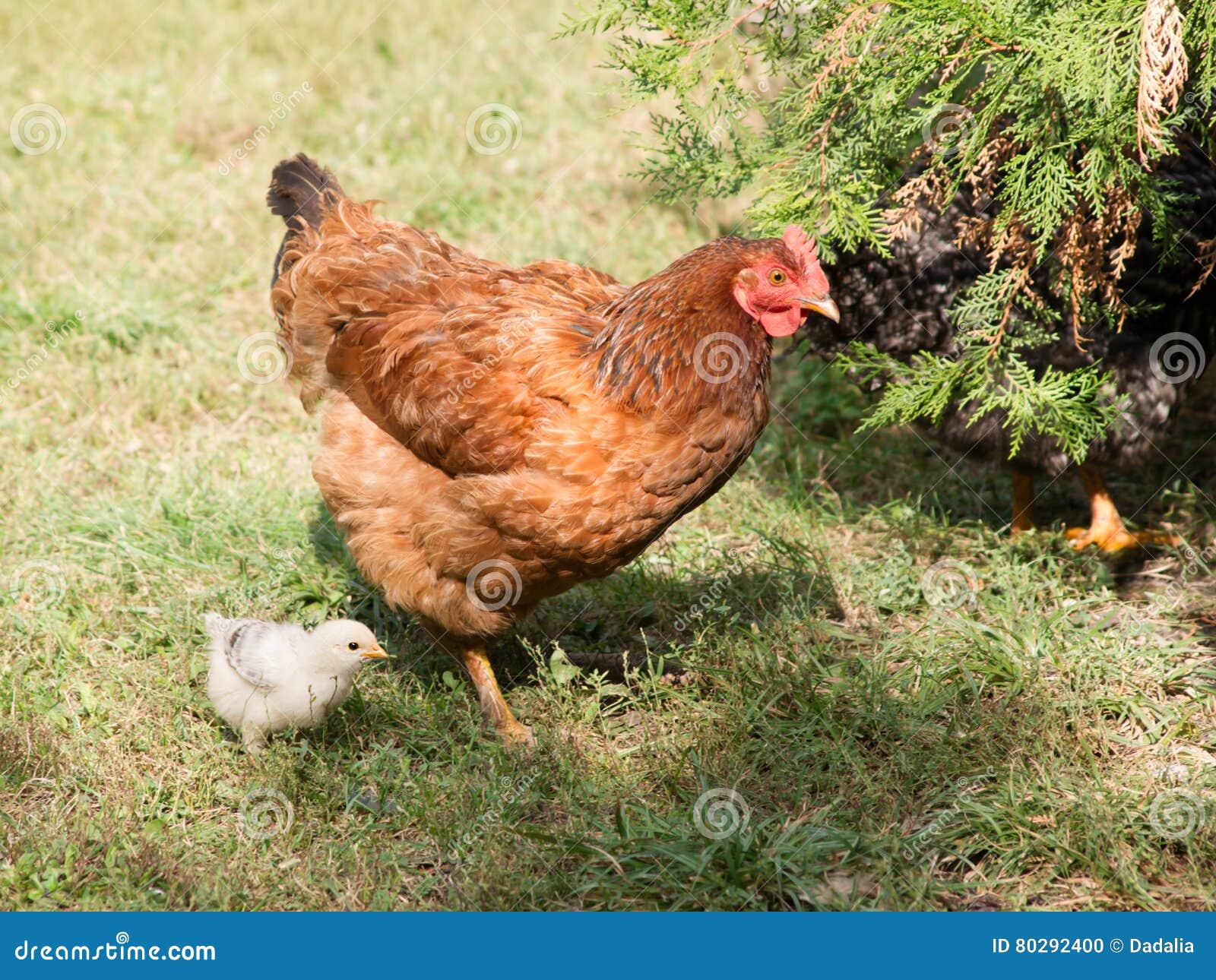 The brooding chicks. stock photo. Image of brood, spring - 80292400