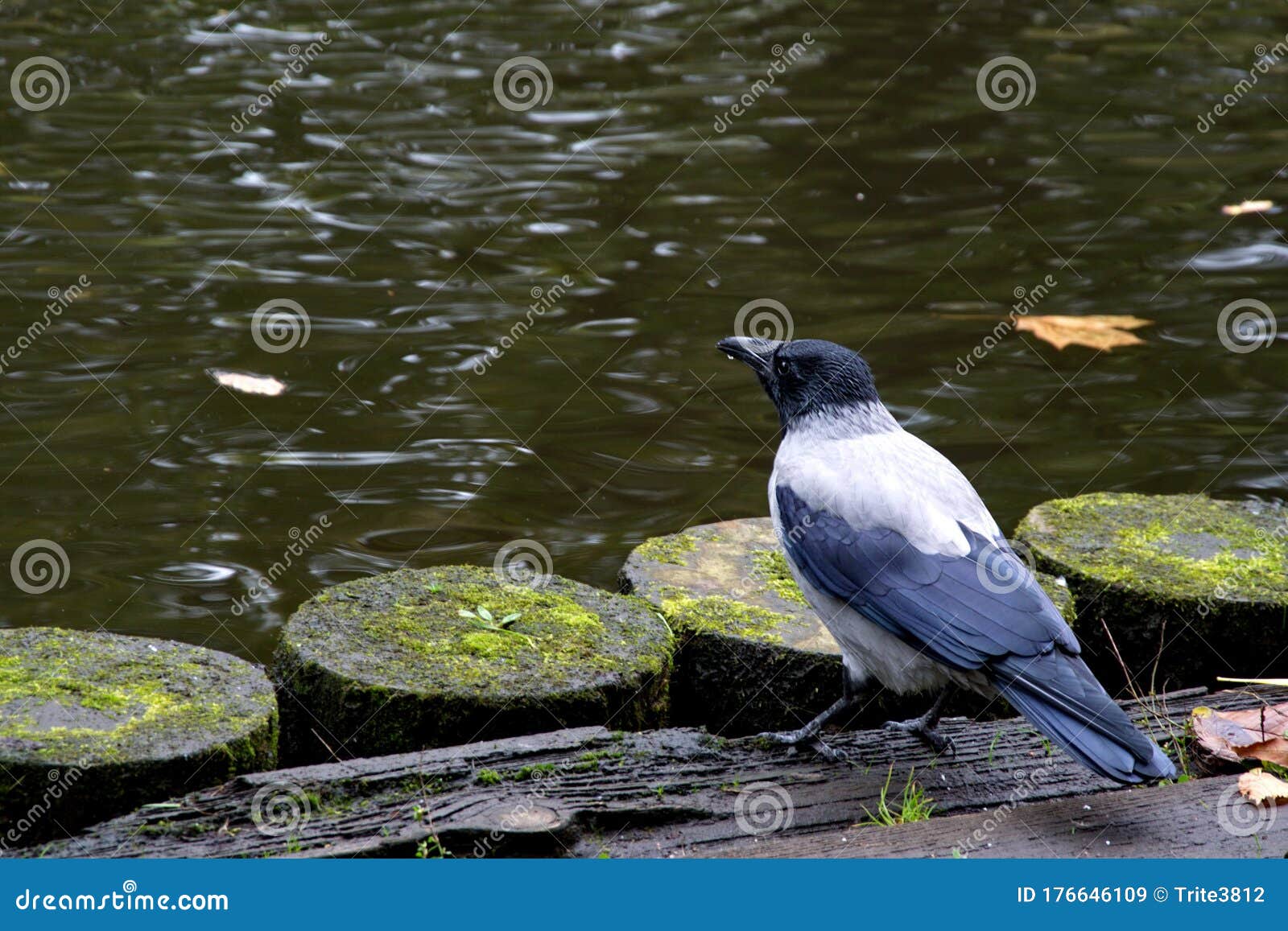 Brooding crow by the water stock image. Image of cozy - 176646109
