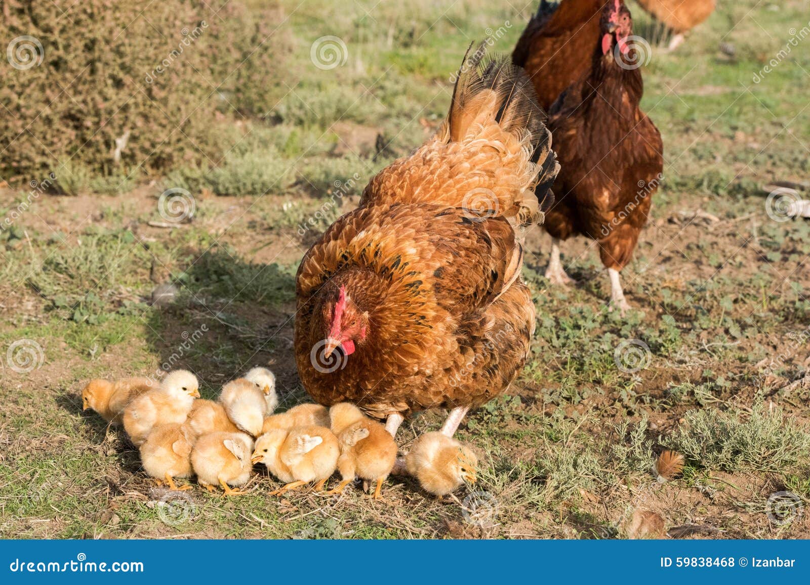 Brooding Hen and Chicks in a Farm Stock Photo - Image of baby, corn ...