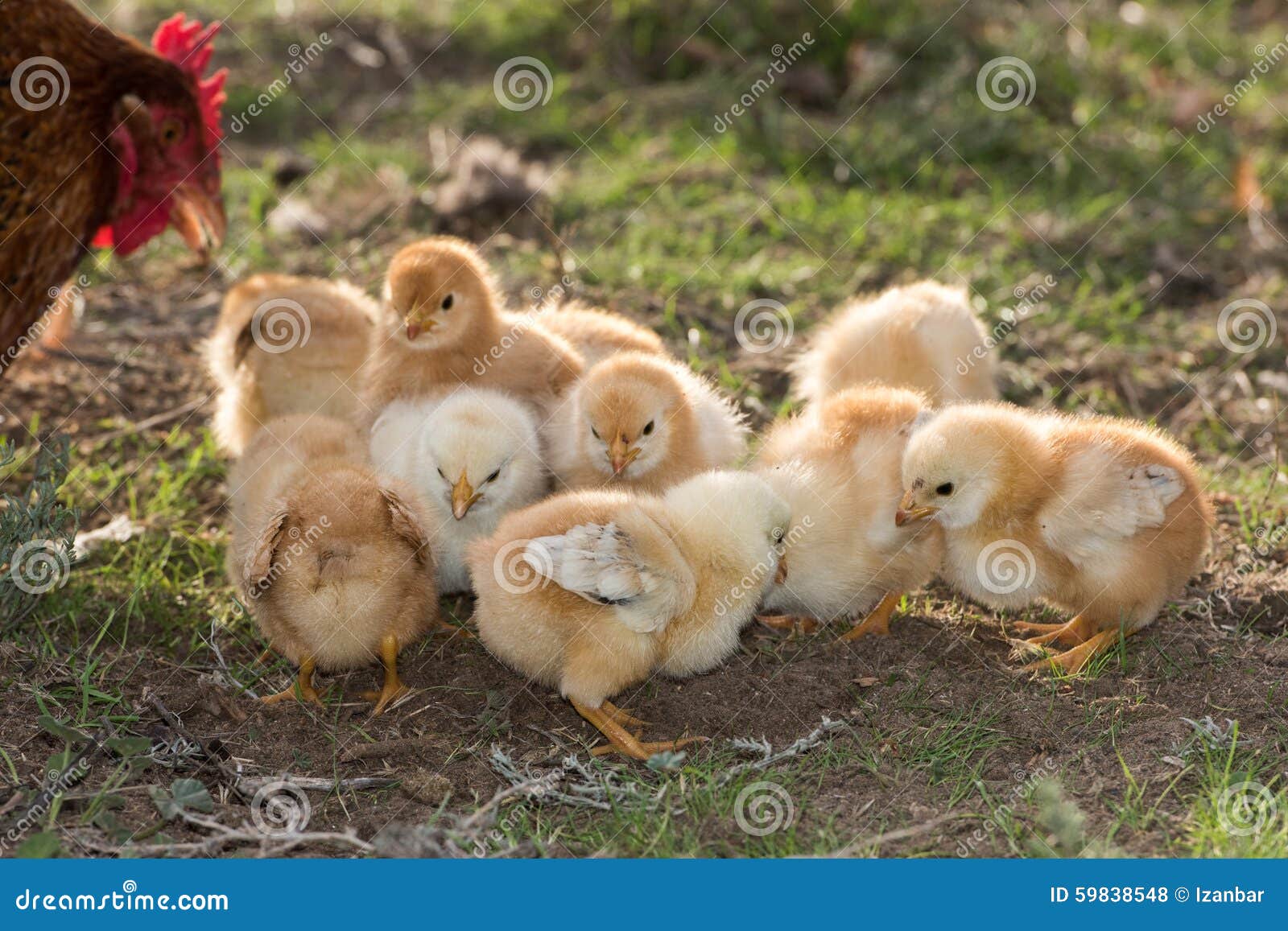 155 Brooding Chicks Stock Photos - Free & Royalty-Free Stock Photos ...