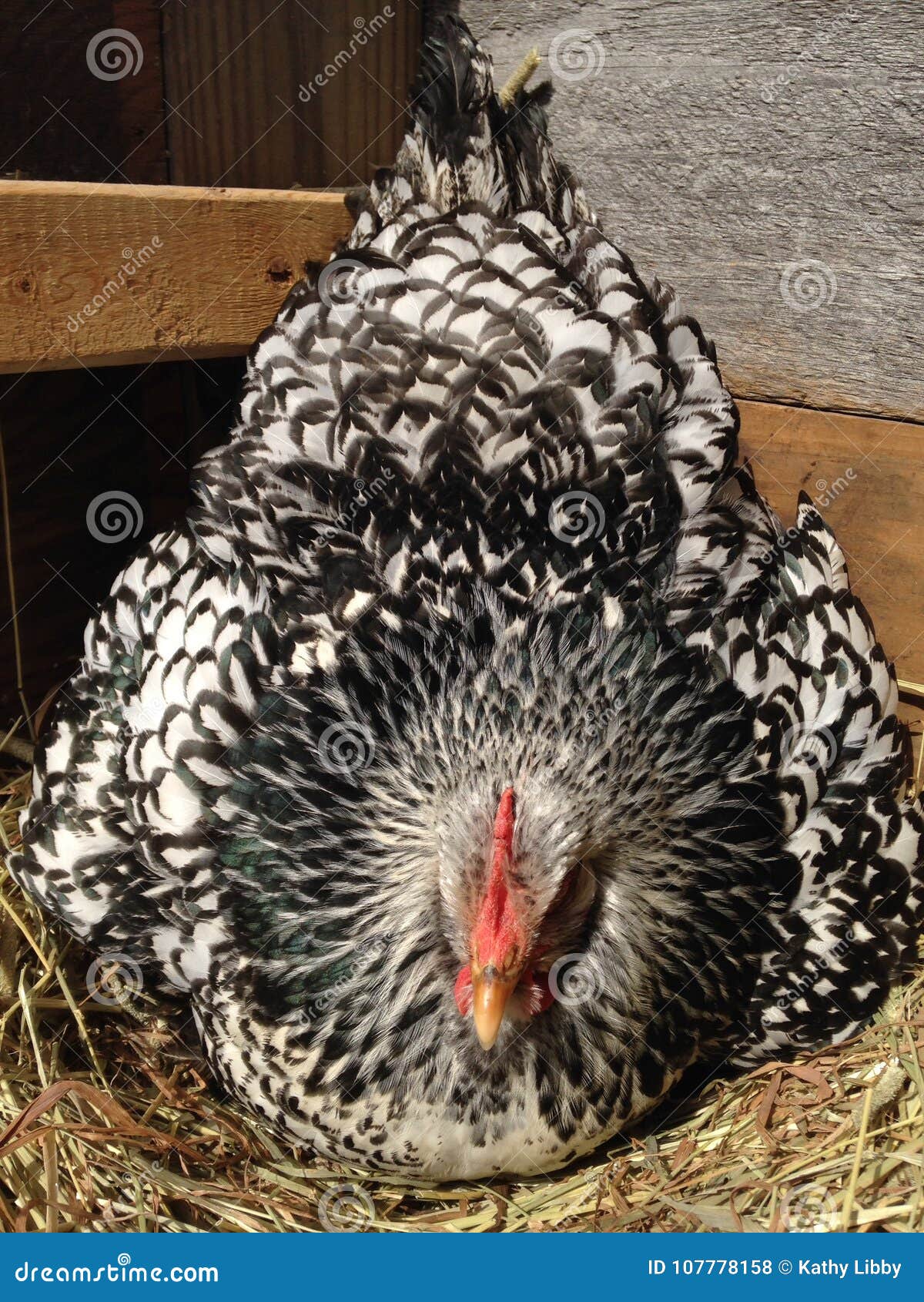 Brooding hen stock photo. Image of black, chicken, sitting - 107778158