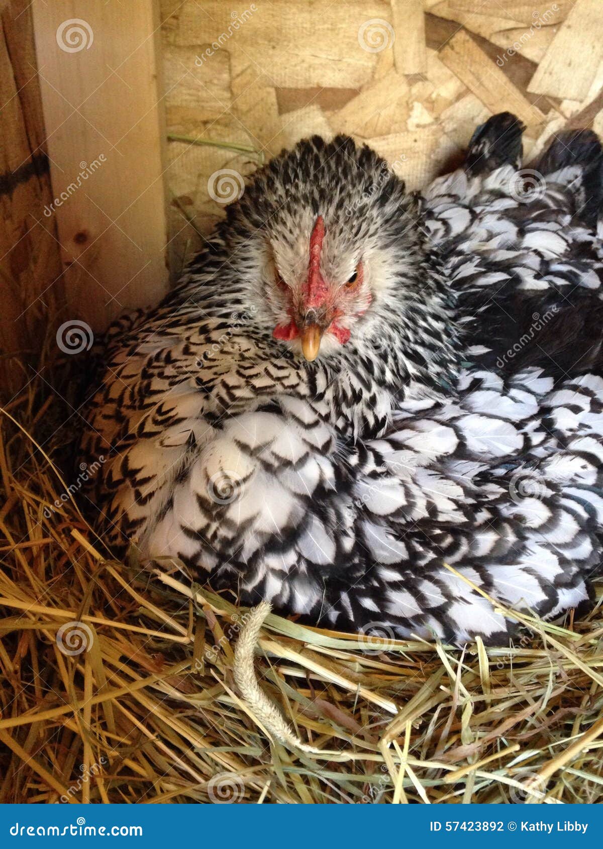 Brooding hen stock photo. Image of cochin, sitting, full - 57423892