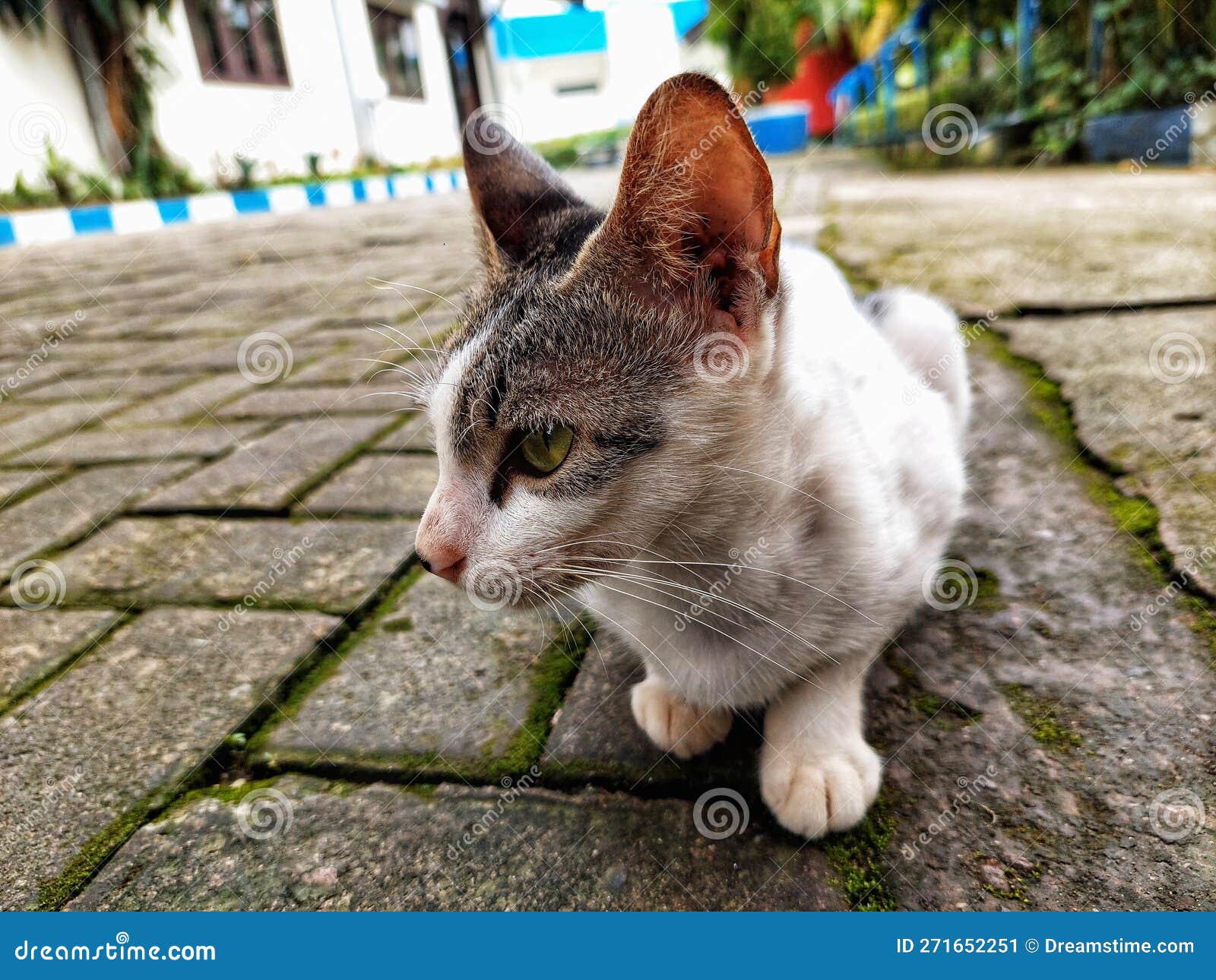 A Brooding Mother Cat while Sitting Stock Image - Image of wildcat ...