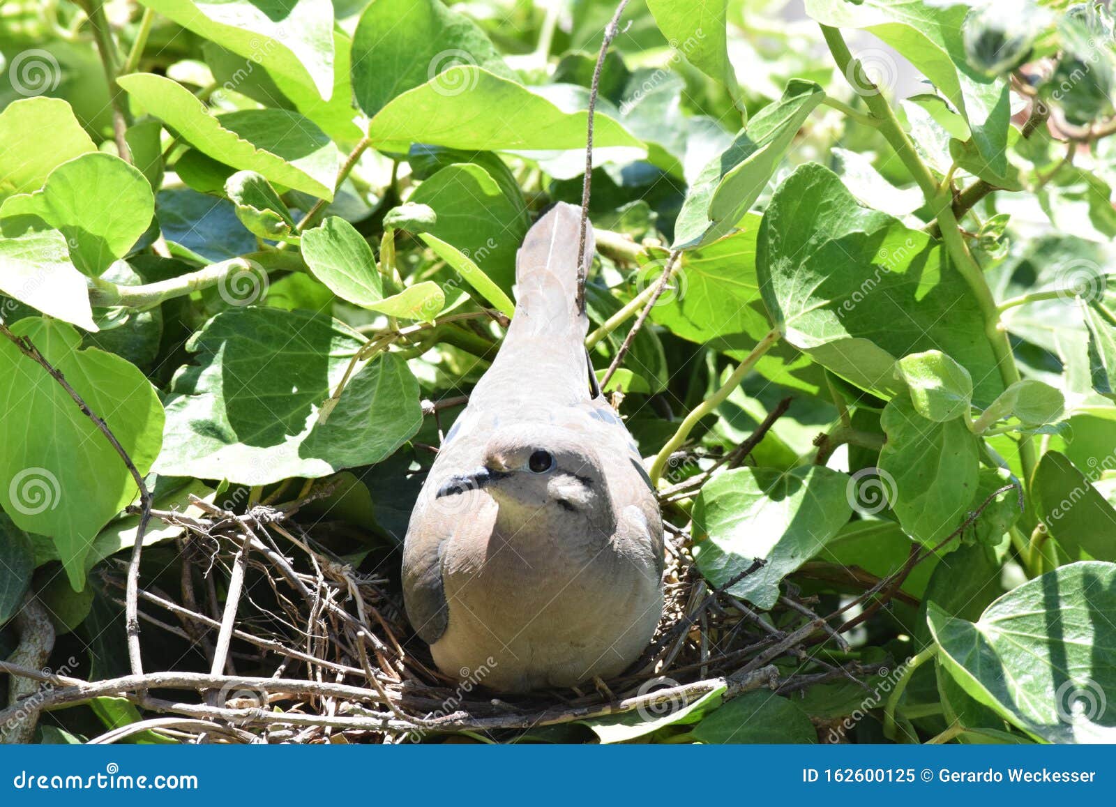 Brooding pigeon stock image. Image of bird, surrounded - 162600125