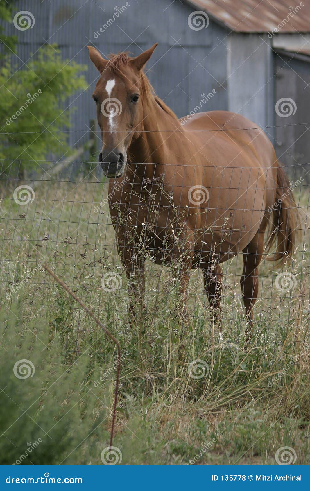 Broodmare Picture. Image: 135778