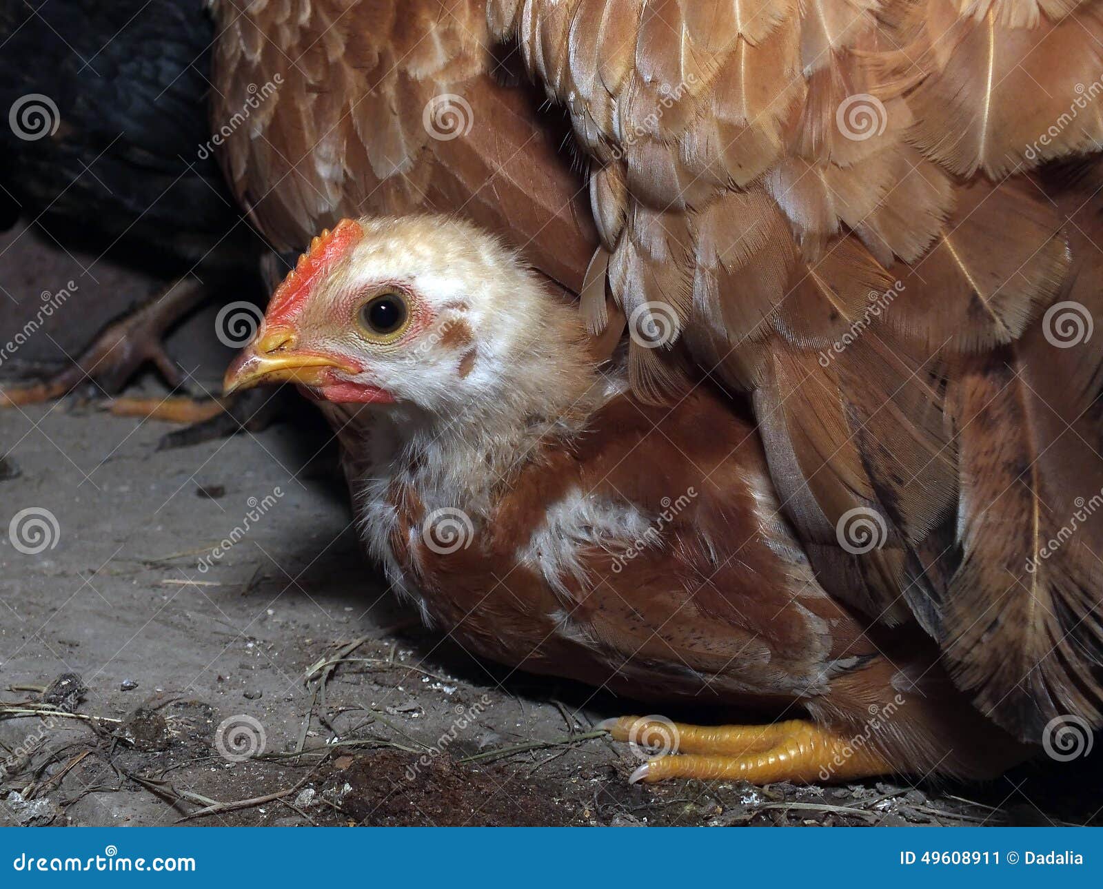 Broody chicken. stock image. Image of chicken, standart - 49608911
