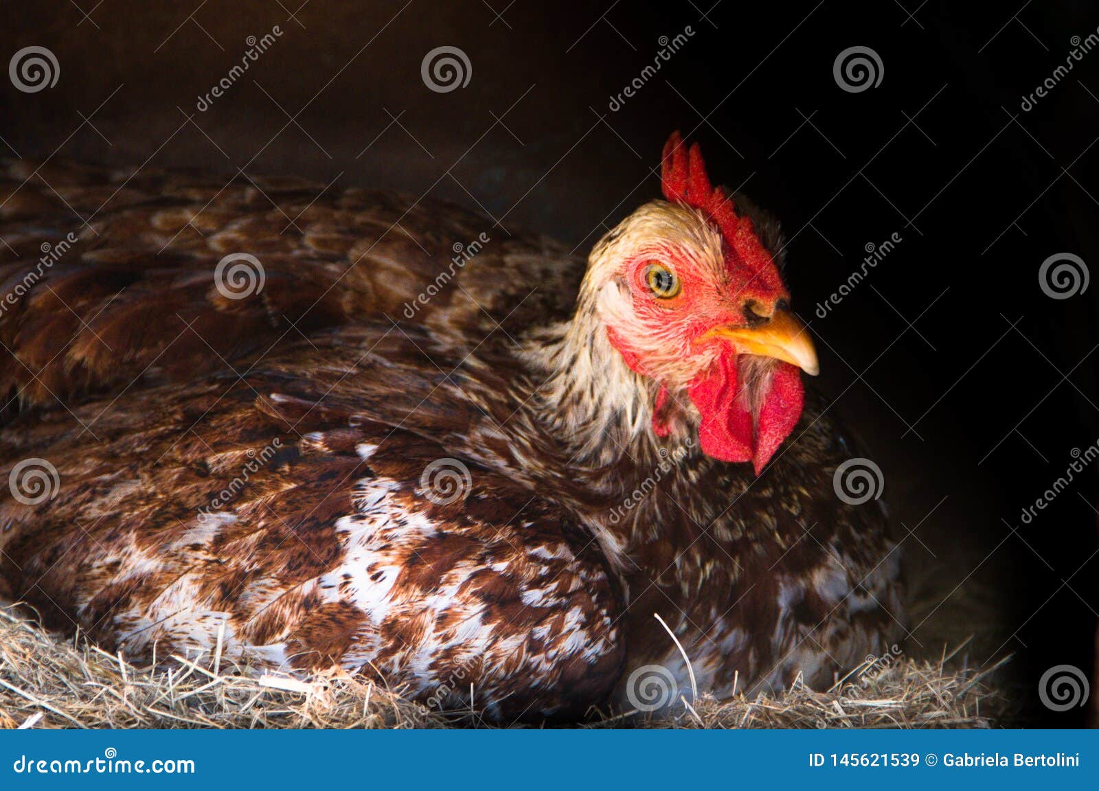 Broody Hen Brooding in the Nest of the Farm Stock Image - Image of ...